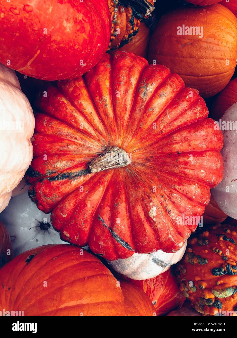Orange color is the fall trend Stock Photo - Alamy