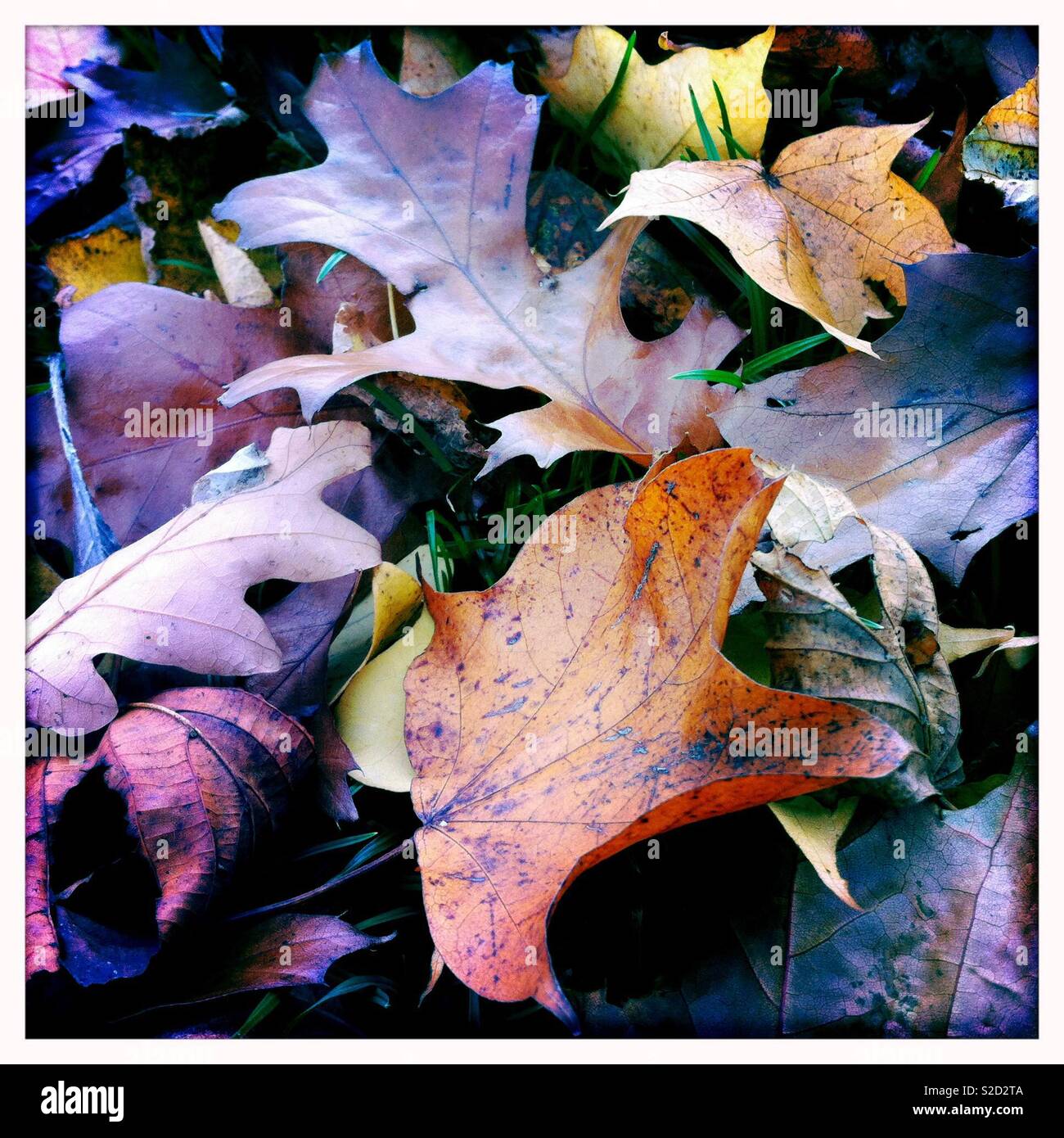 Yellow bronze leaves hi-res stock photography and images - Alamy
