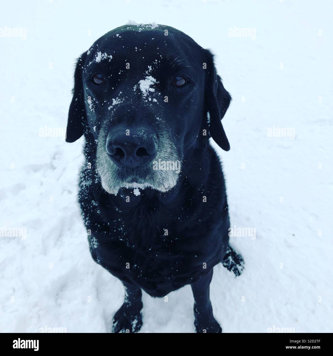 Black Lab In Snow High Resolution Stock Photography and Images - Alamy