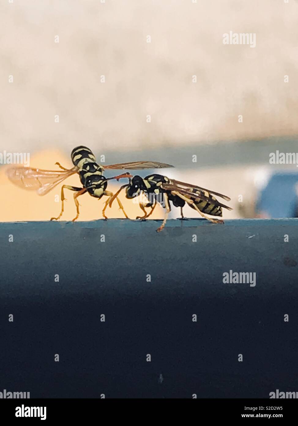 Flying wasps hi-res stock photography and images - Alamy
