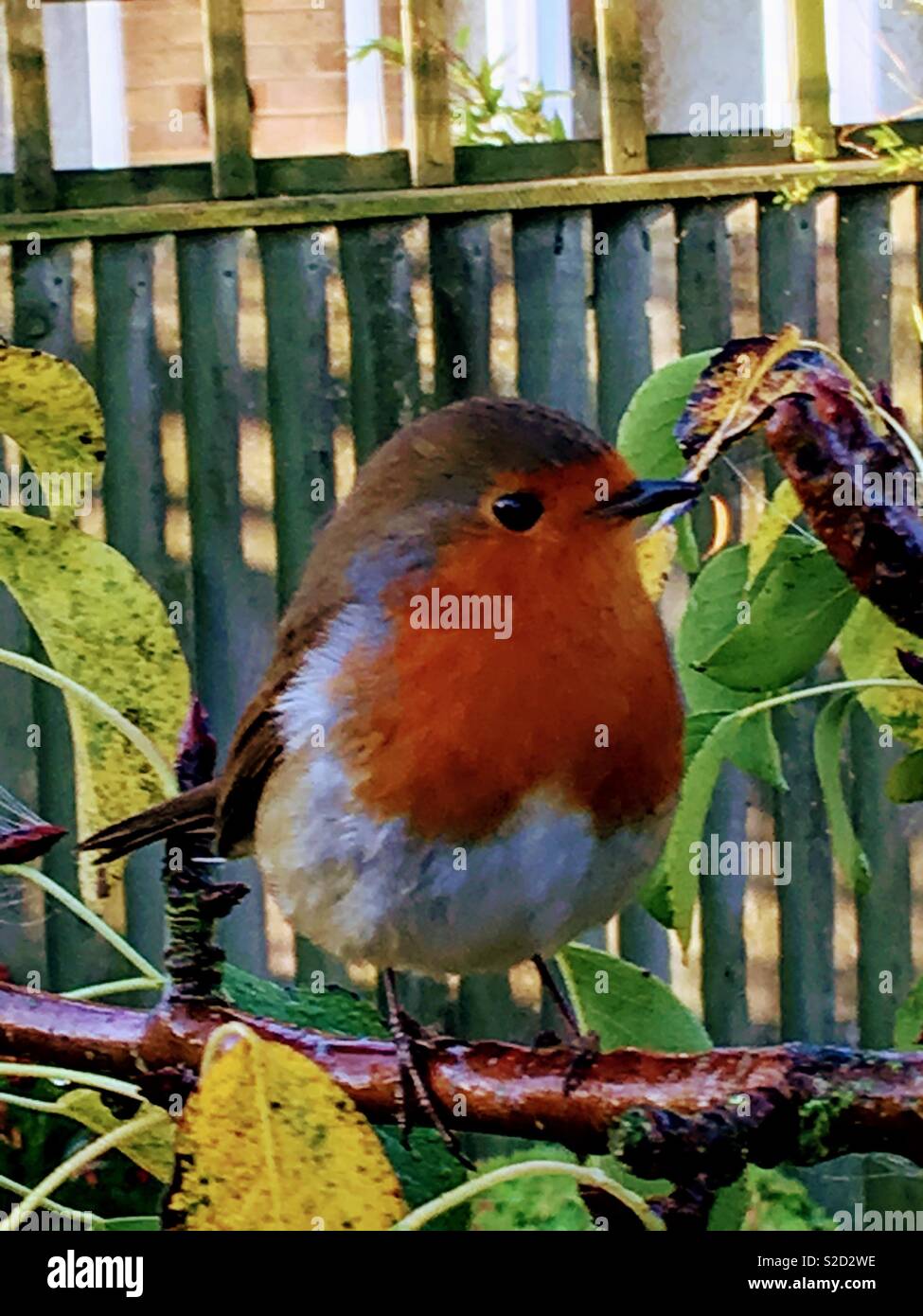 Robin winters hi-res stock photography and images - Alamy