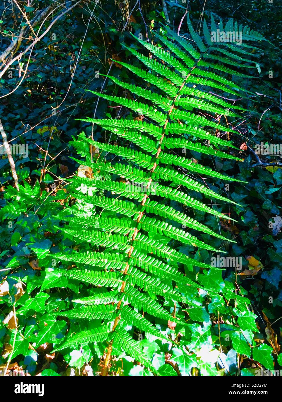The lone fern Stock Photo - Alamy
