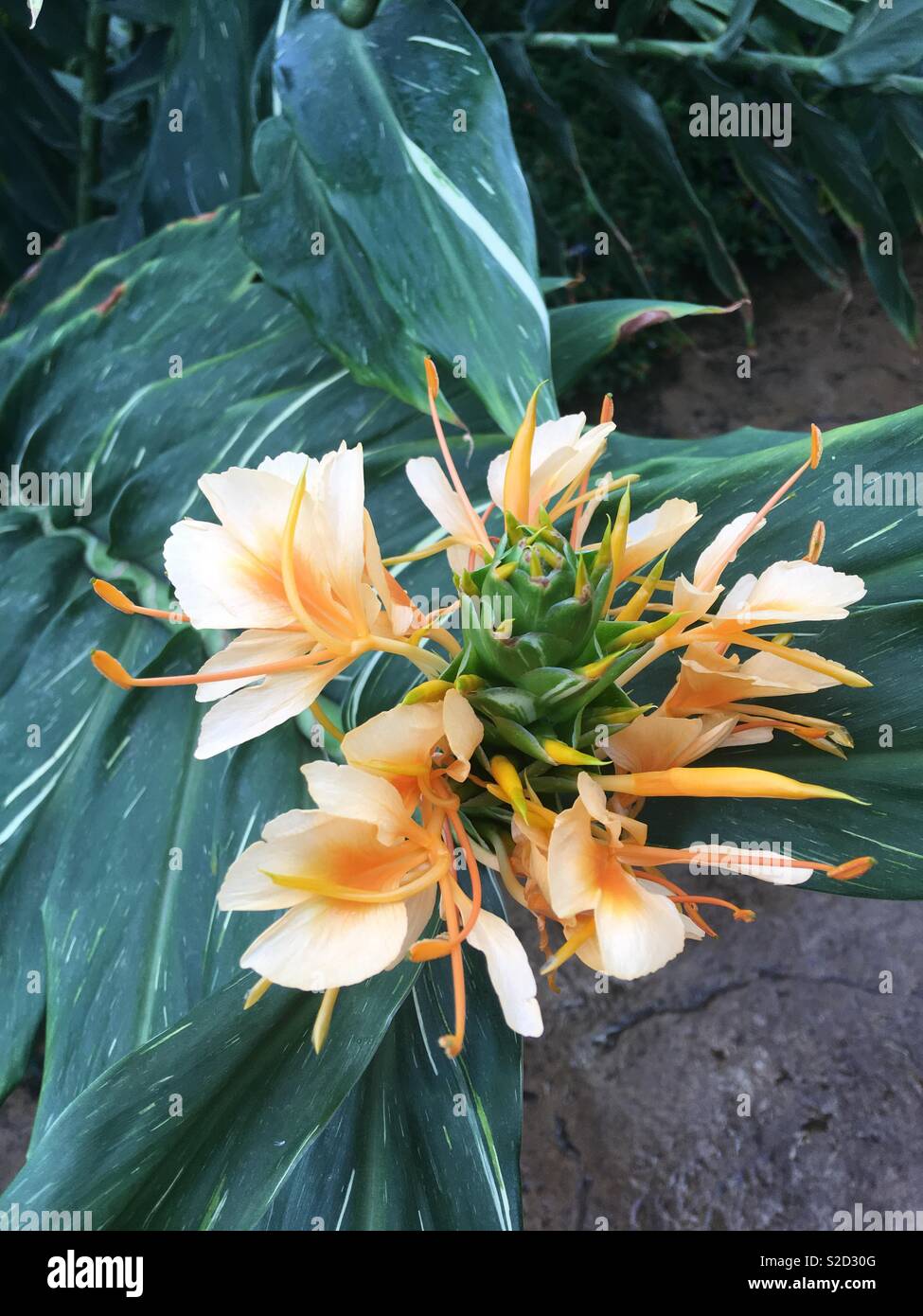 Yellow tropical flower hi-res stock photography and images - Alamy