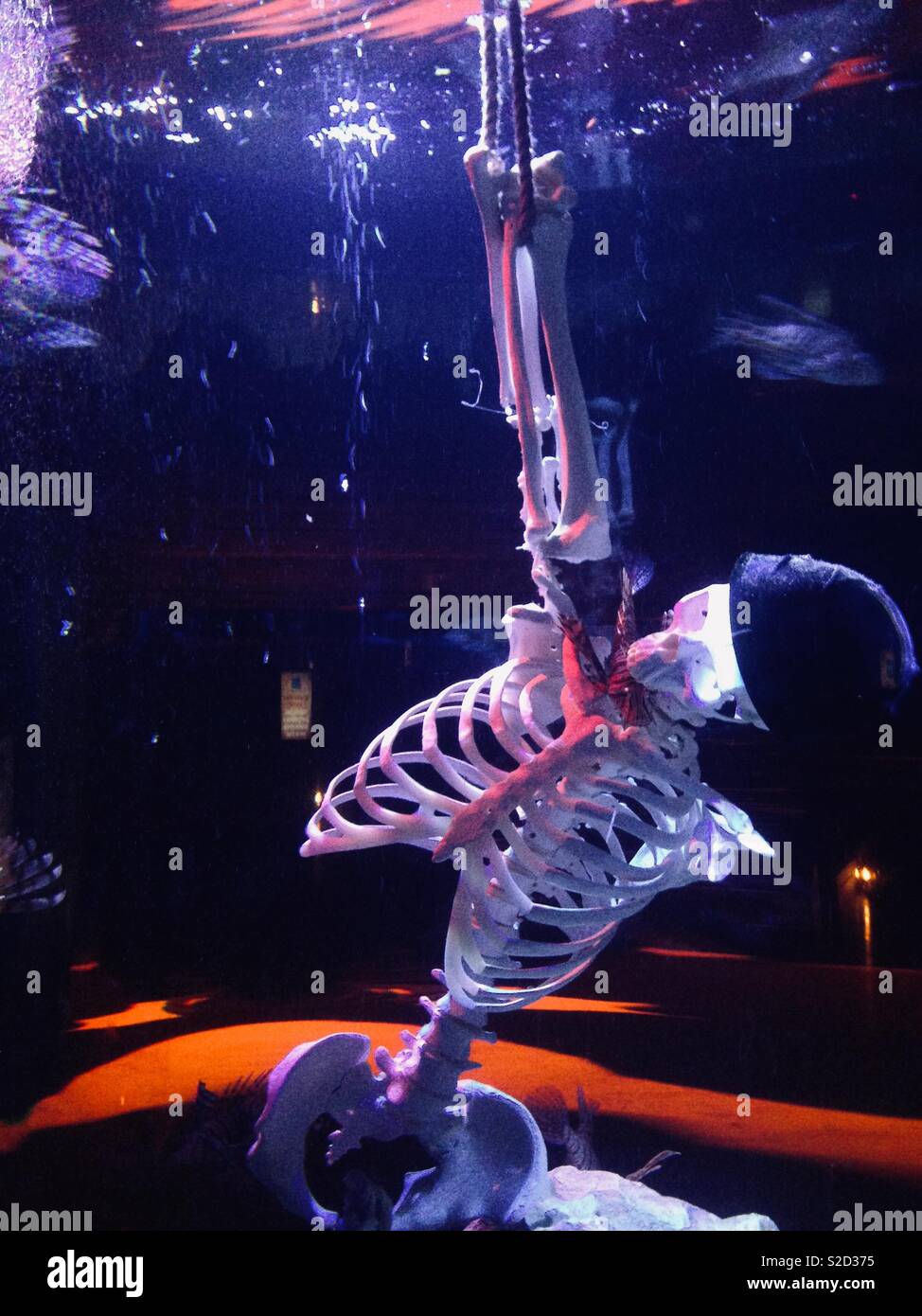 Hanging Skeleton High Resolution Stock Photography and Images - Alamy