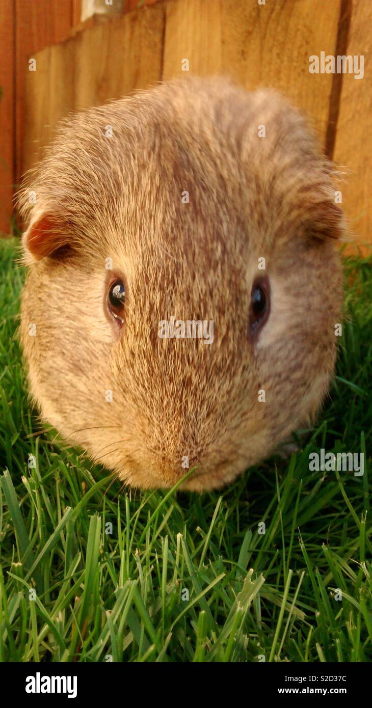 Grey guinea pig hi-res stock photography and images - Alamy