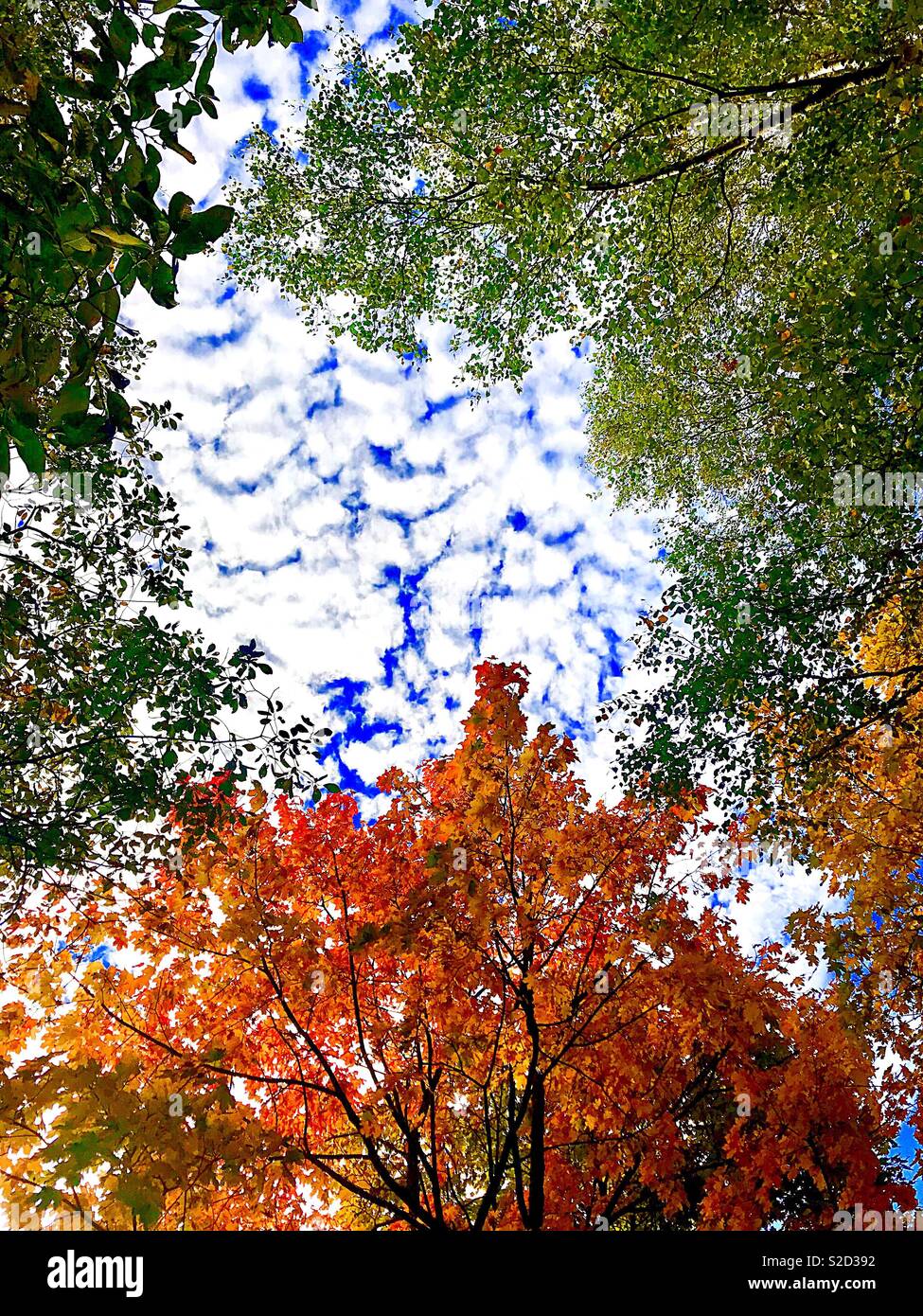 all colors of autumn Stock Photo - Alamy