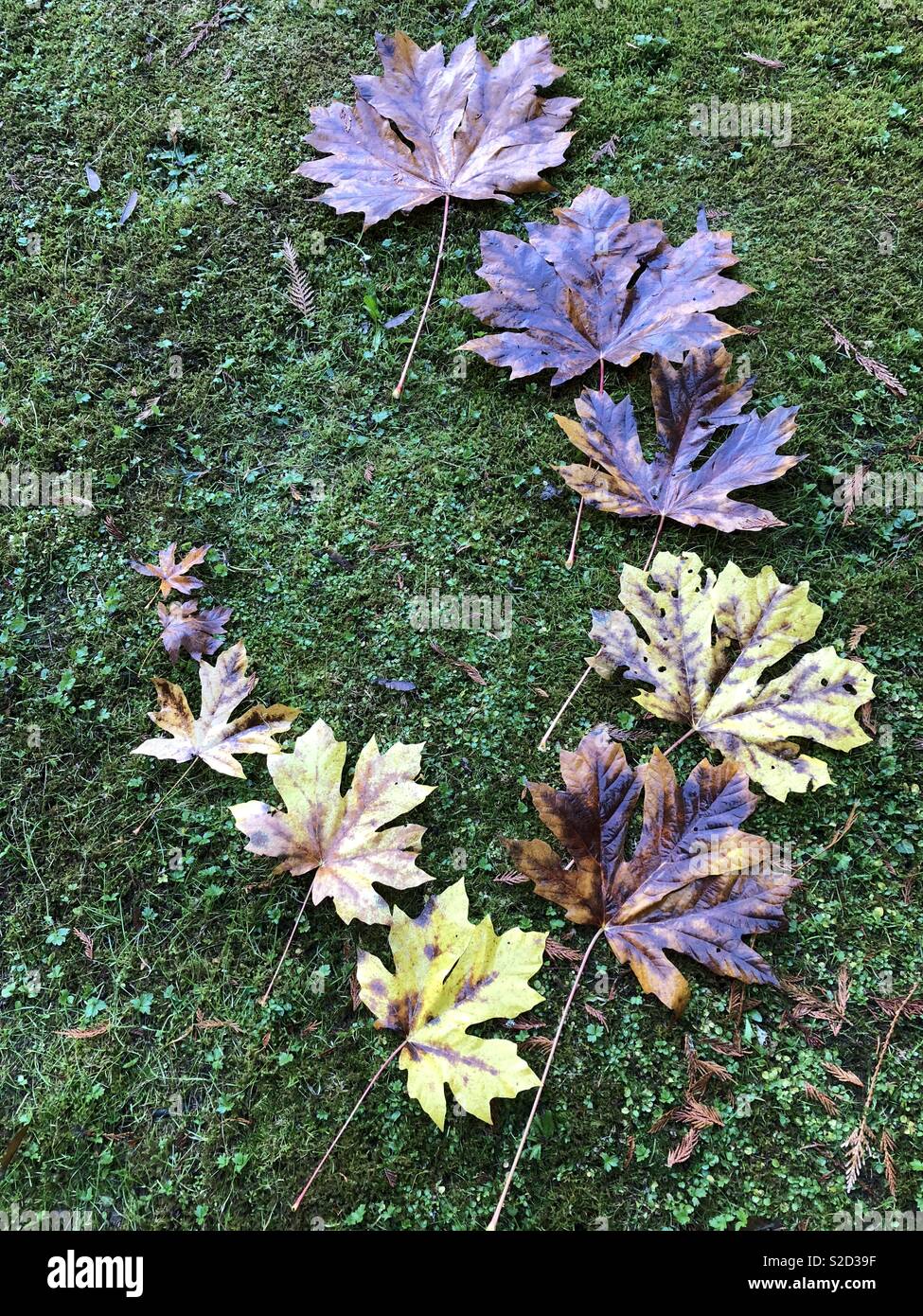 Large group leaf hi-res stock photography and images - Alamy