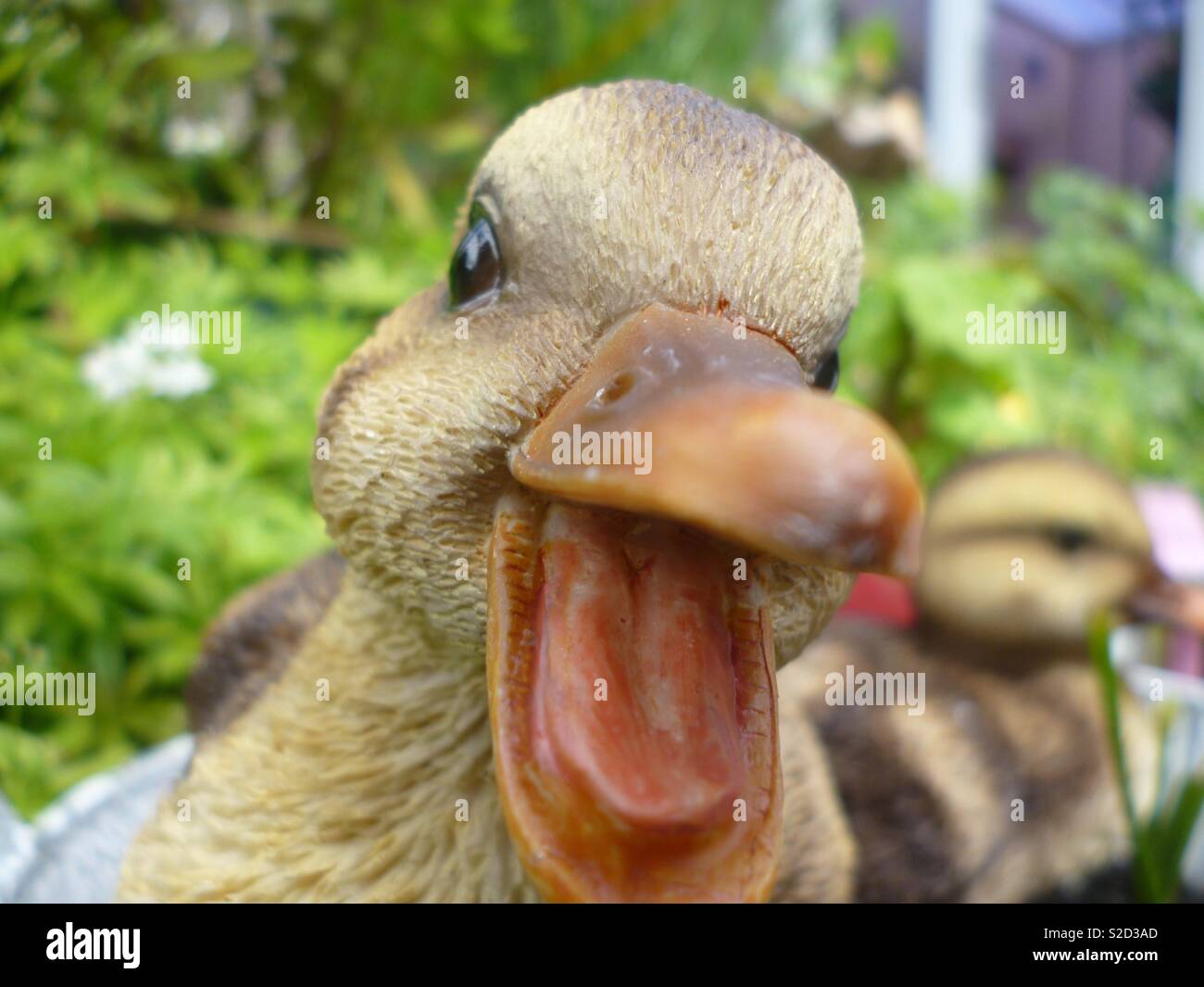 Quacking hi-res stock photography and images - Alamy