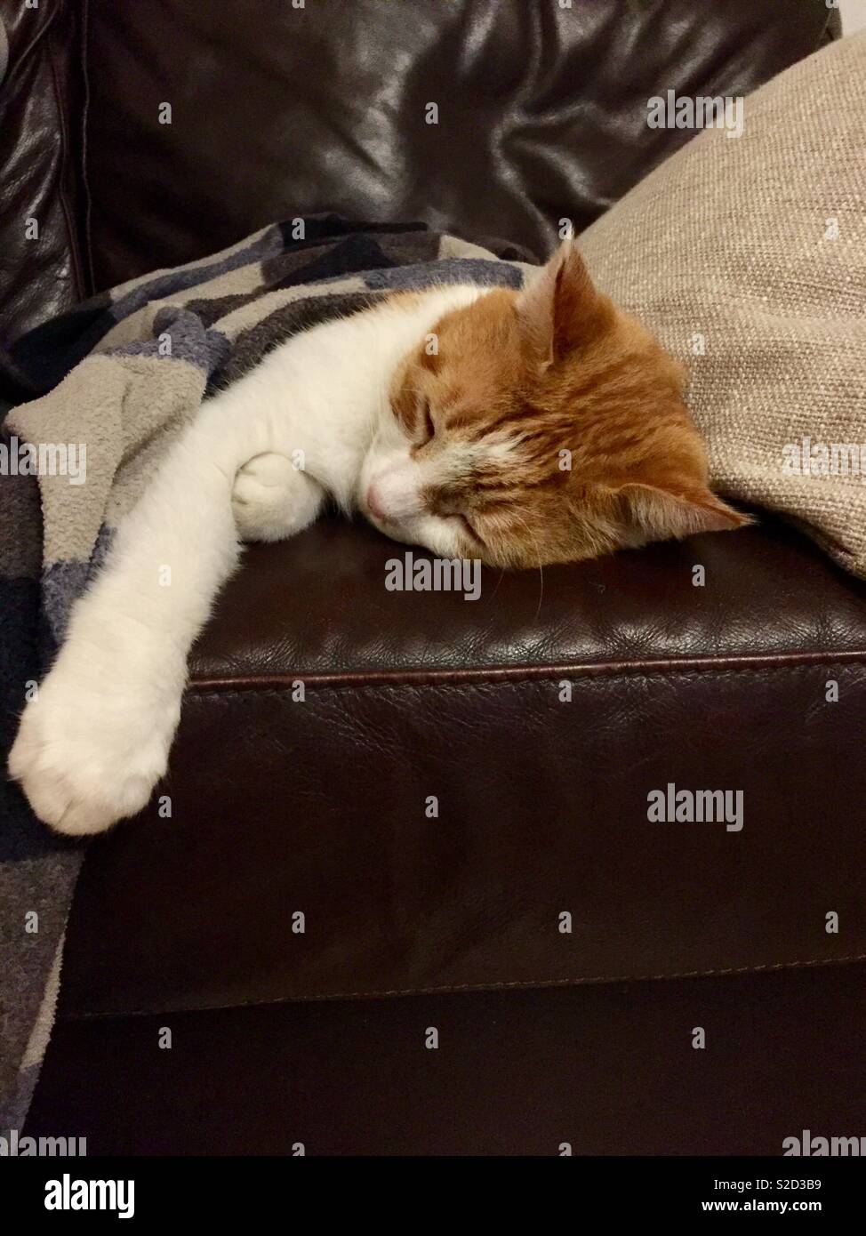 Tough Cat High Resolution Stock Photography and Images - Alamy