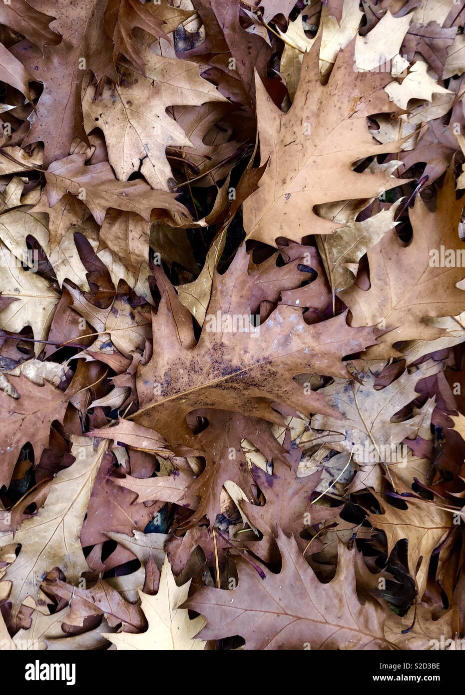 Rust leaves hi-res stock photography and images - Alamy