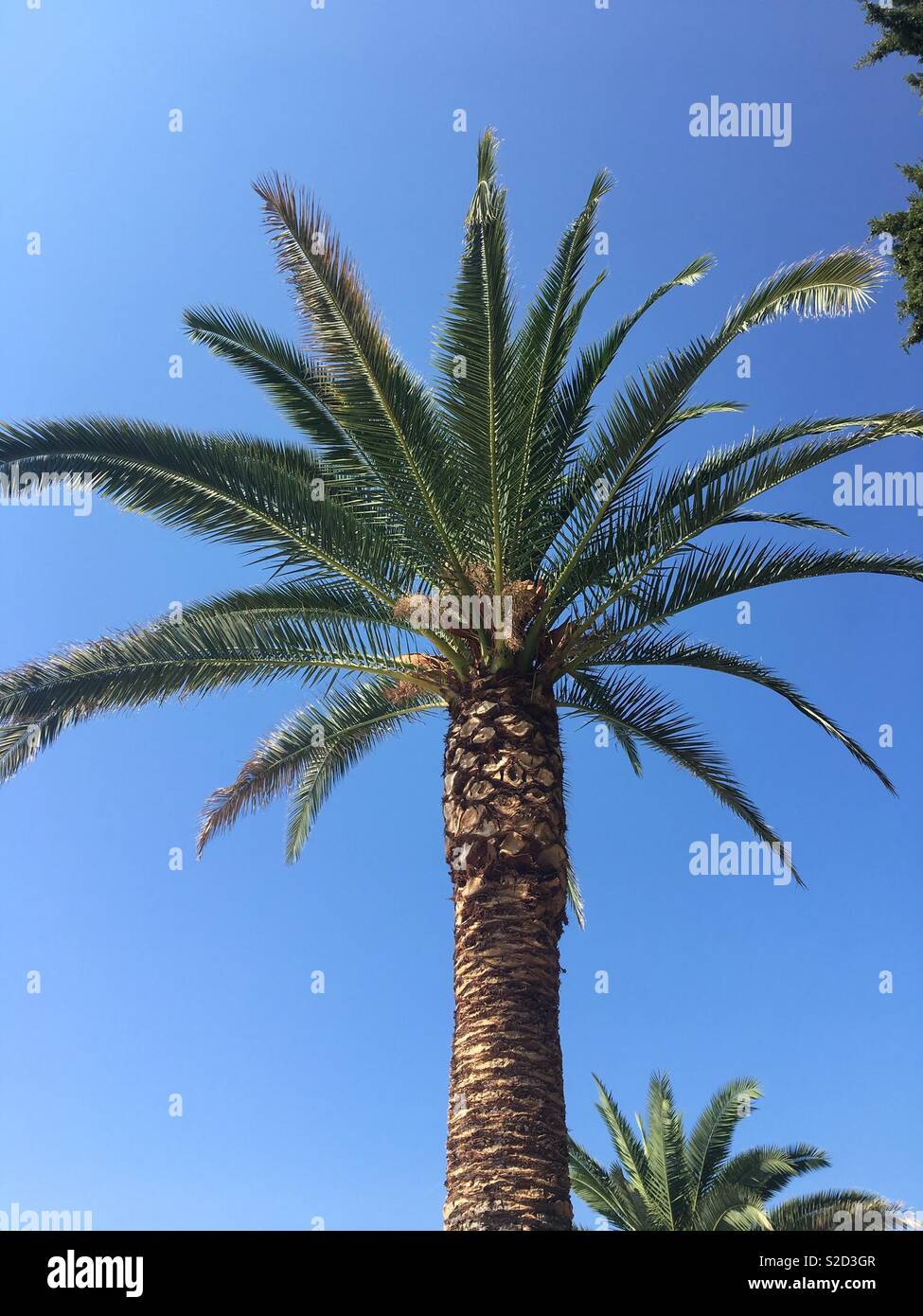 Pula tree High Resolution Stock Photography and Images - Alamy