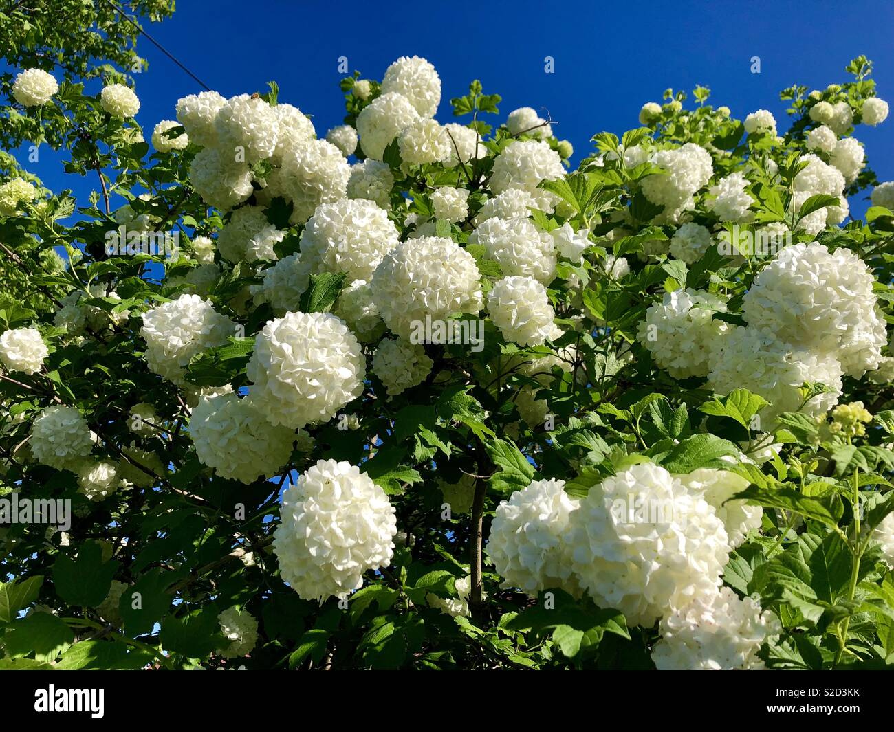Snowball bush hi-res stock photography and images - Alamy
