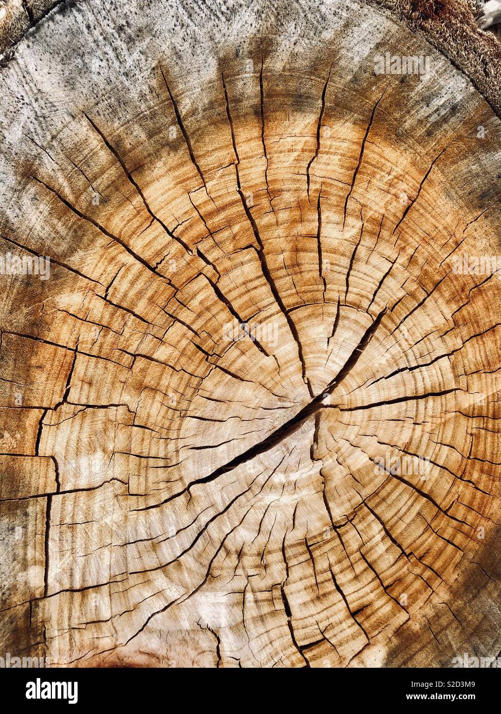 Cut tree hi-res stock photography and images - Alamy
