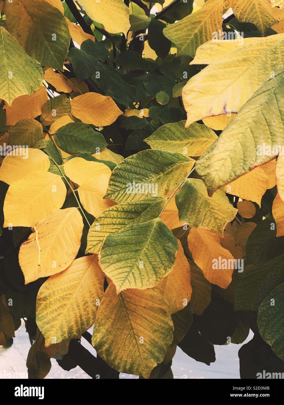 Symphony of leaves hi-res stock photography and images - Alamy