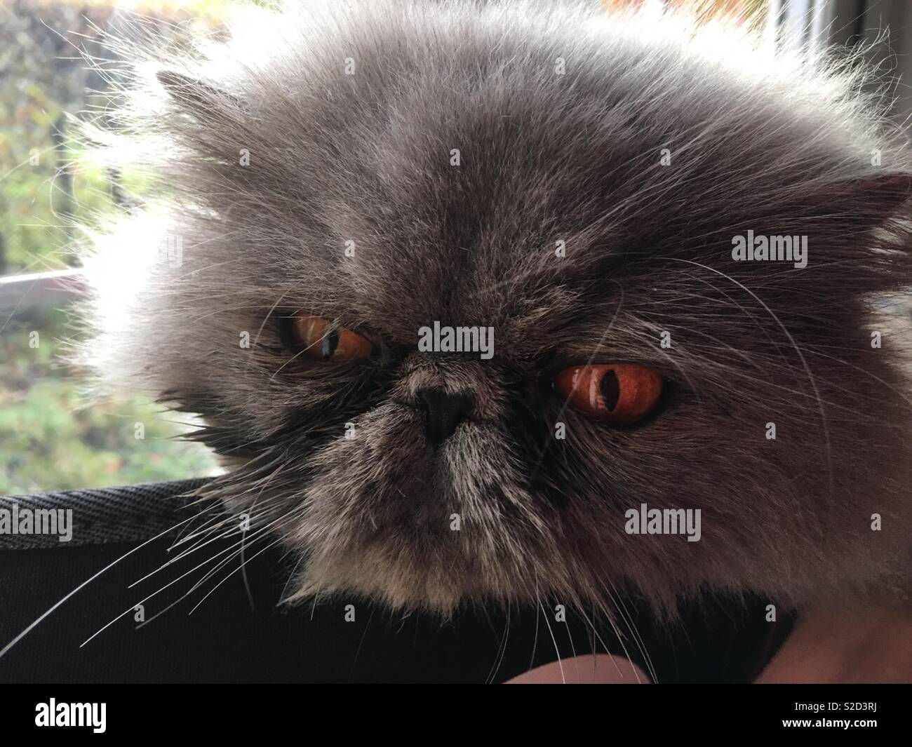 Grumpy Car Stock Photos & Grumpy Car Stock Images - Alamy