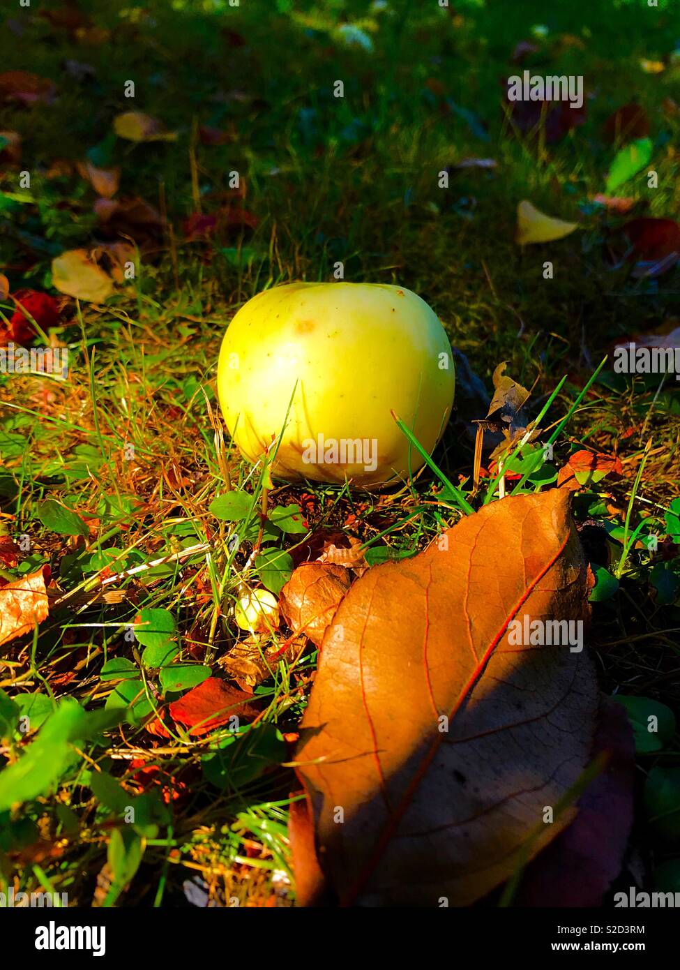 Apple and nature hi-res stock photography and images - Alamy