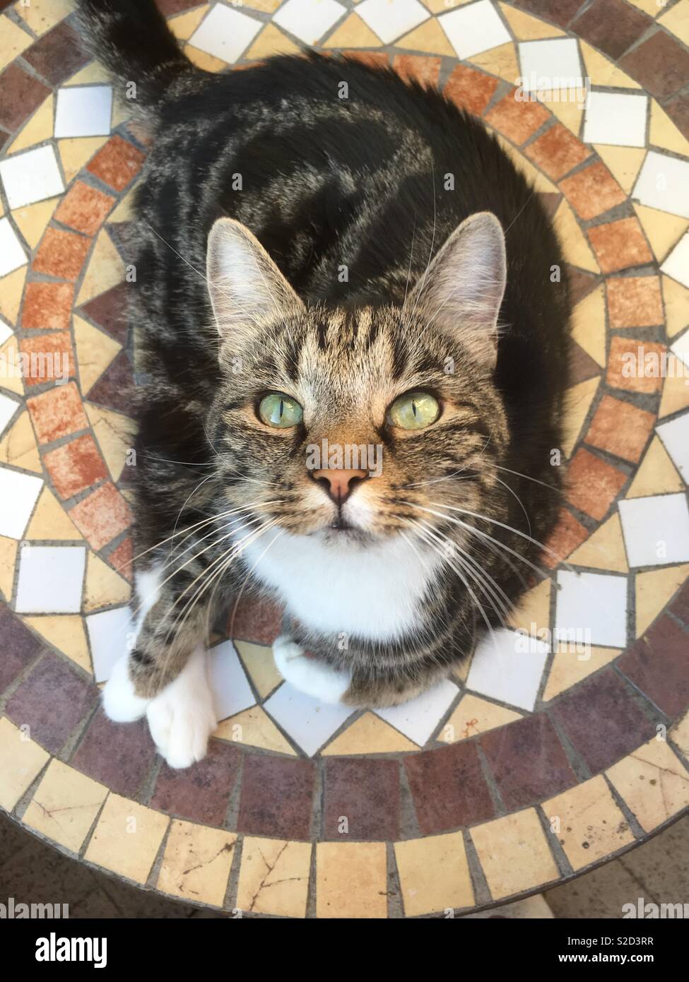 Cat mosaic hi-res stock photography and images - Alamy