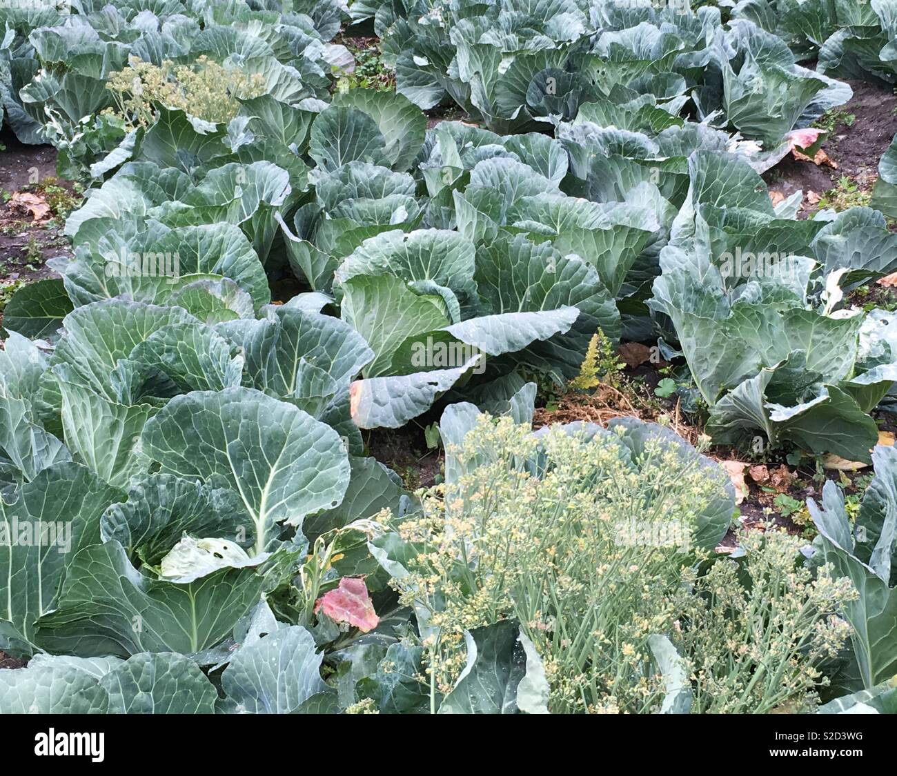 Cabbage patch hi-res stock photography and images - Alamy