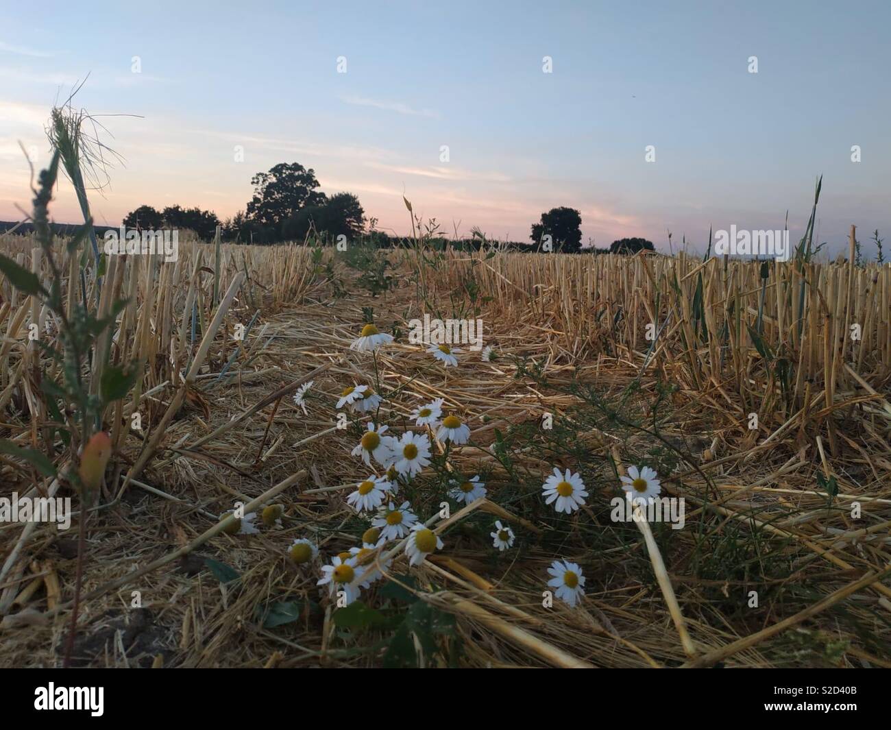 Country walk at dusk Stock Photo - Alamy