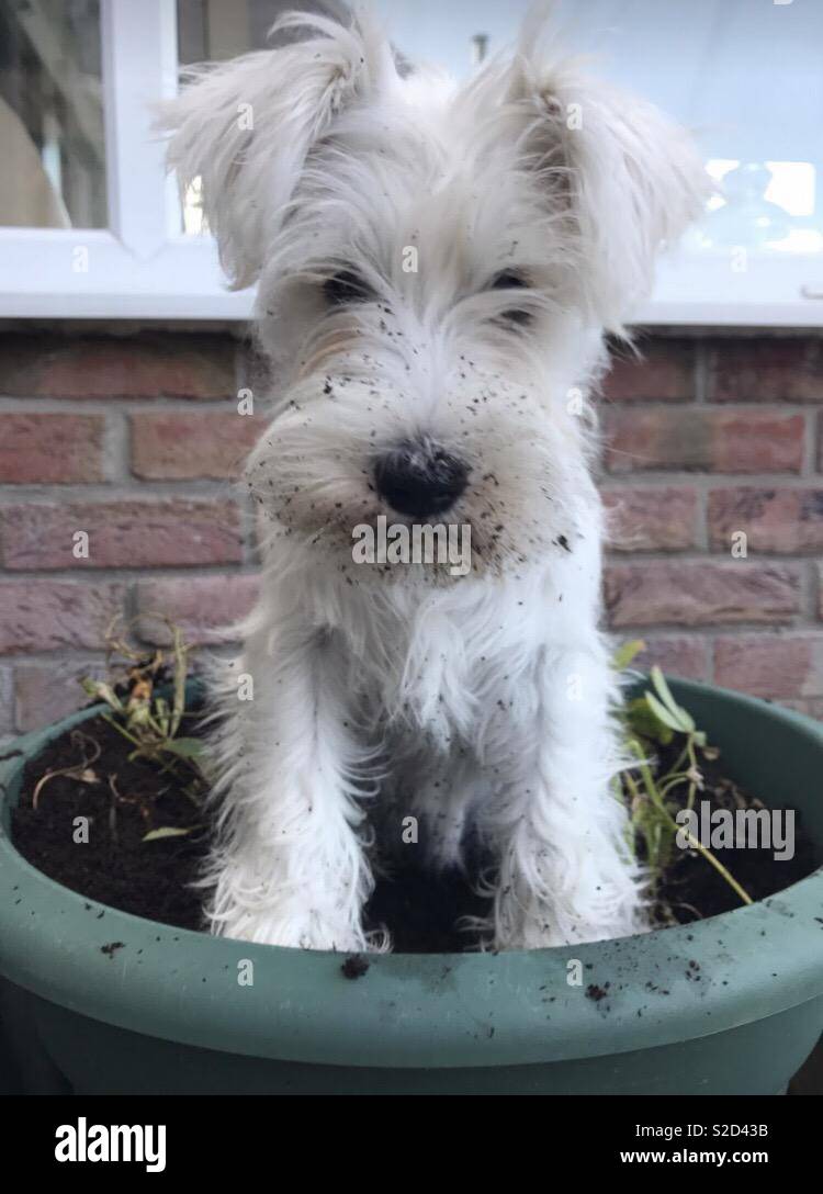 Pup puppy dog hi-res stock photography and images - Alamy