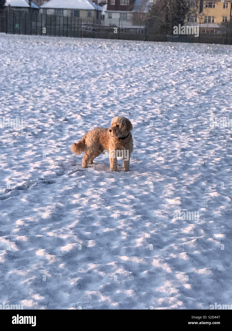 Apricot cockapoo hi-res stock photography and images - Alamy