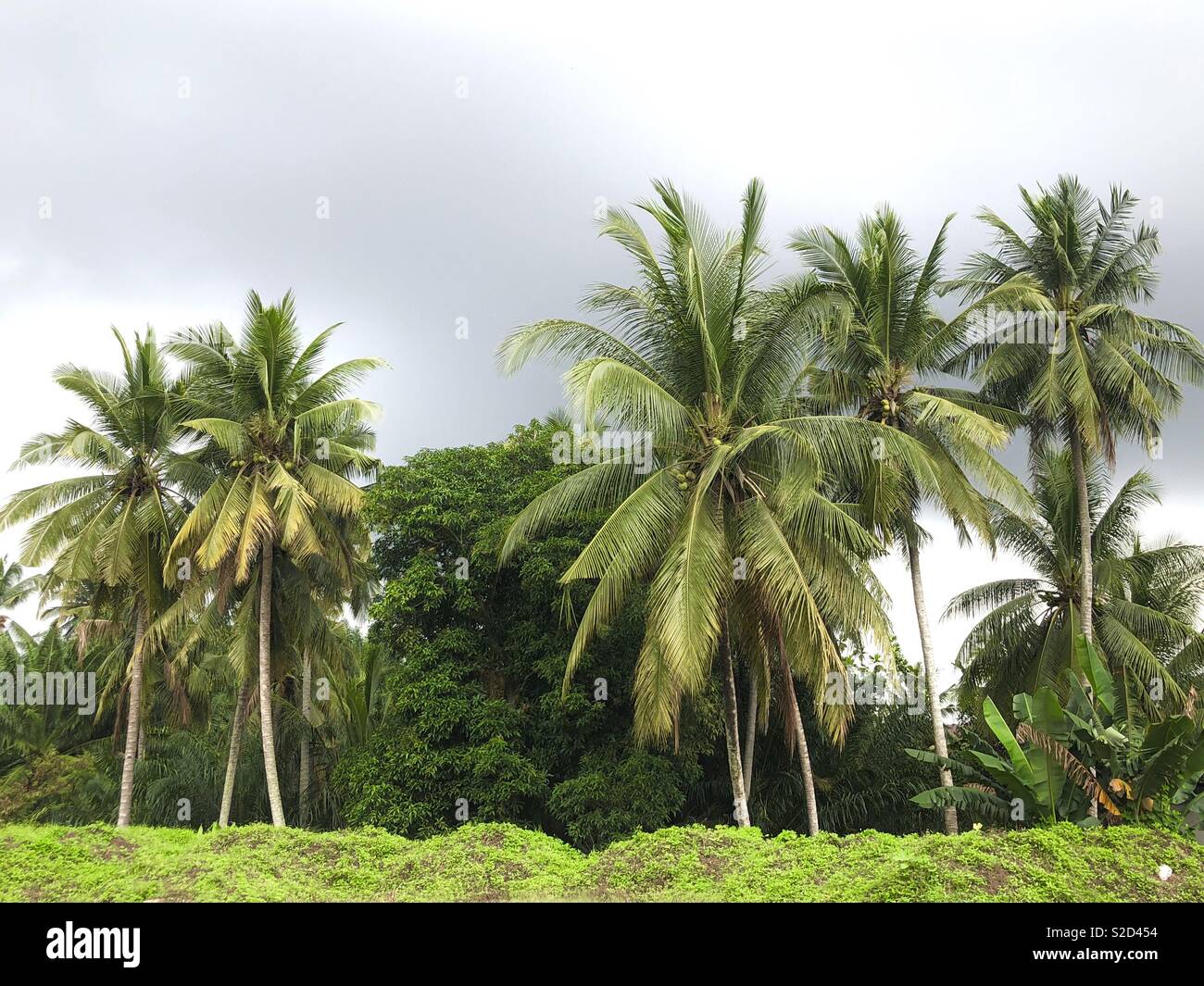green coconut trees Stock Photo - Alamy