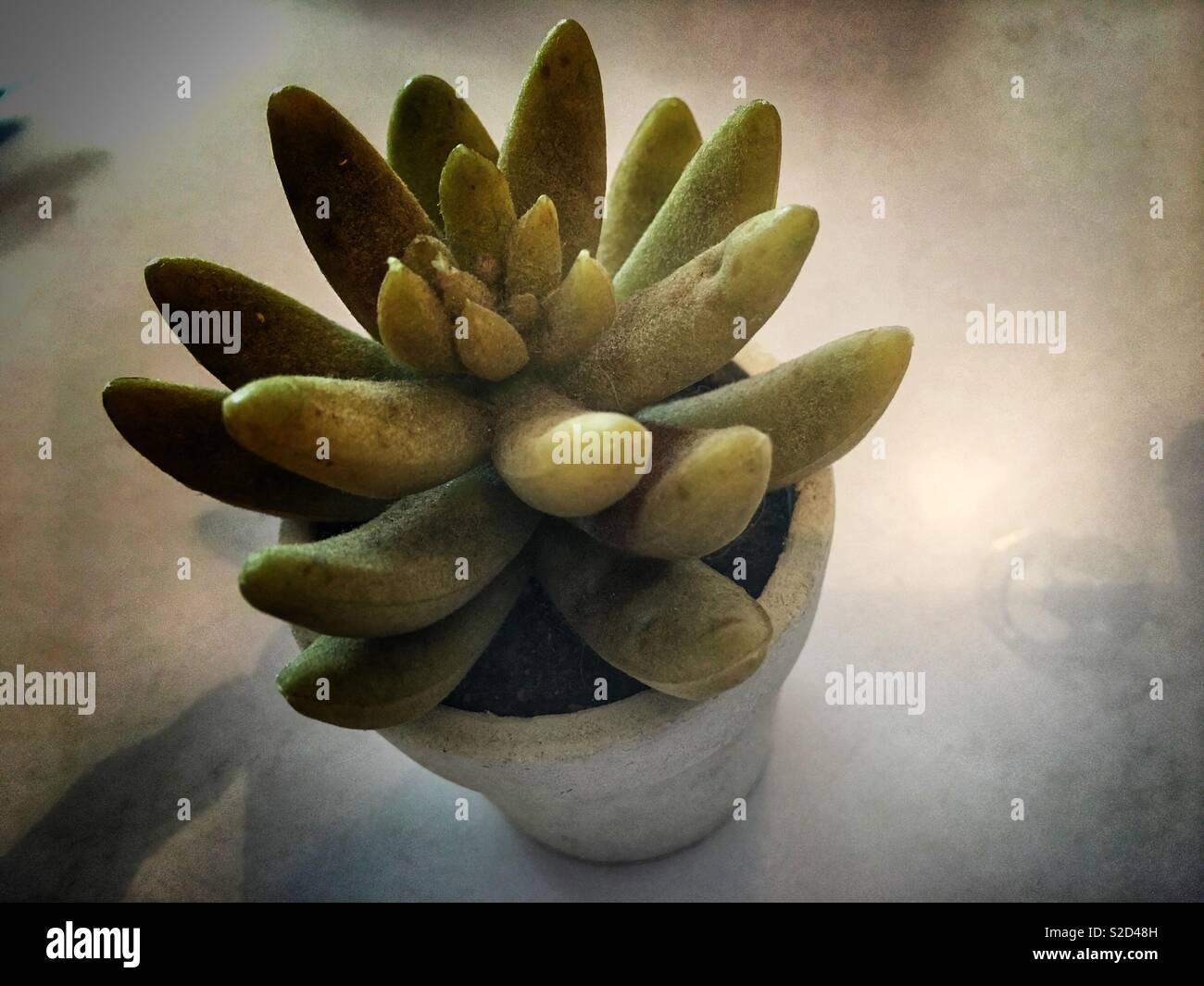 Table plant hi-res stock photography and images - Alamy