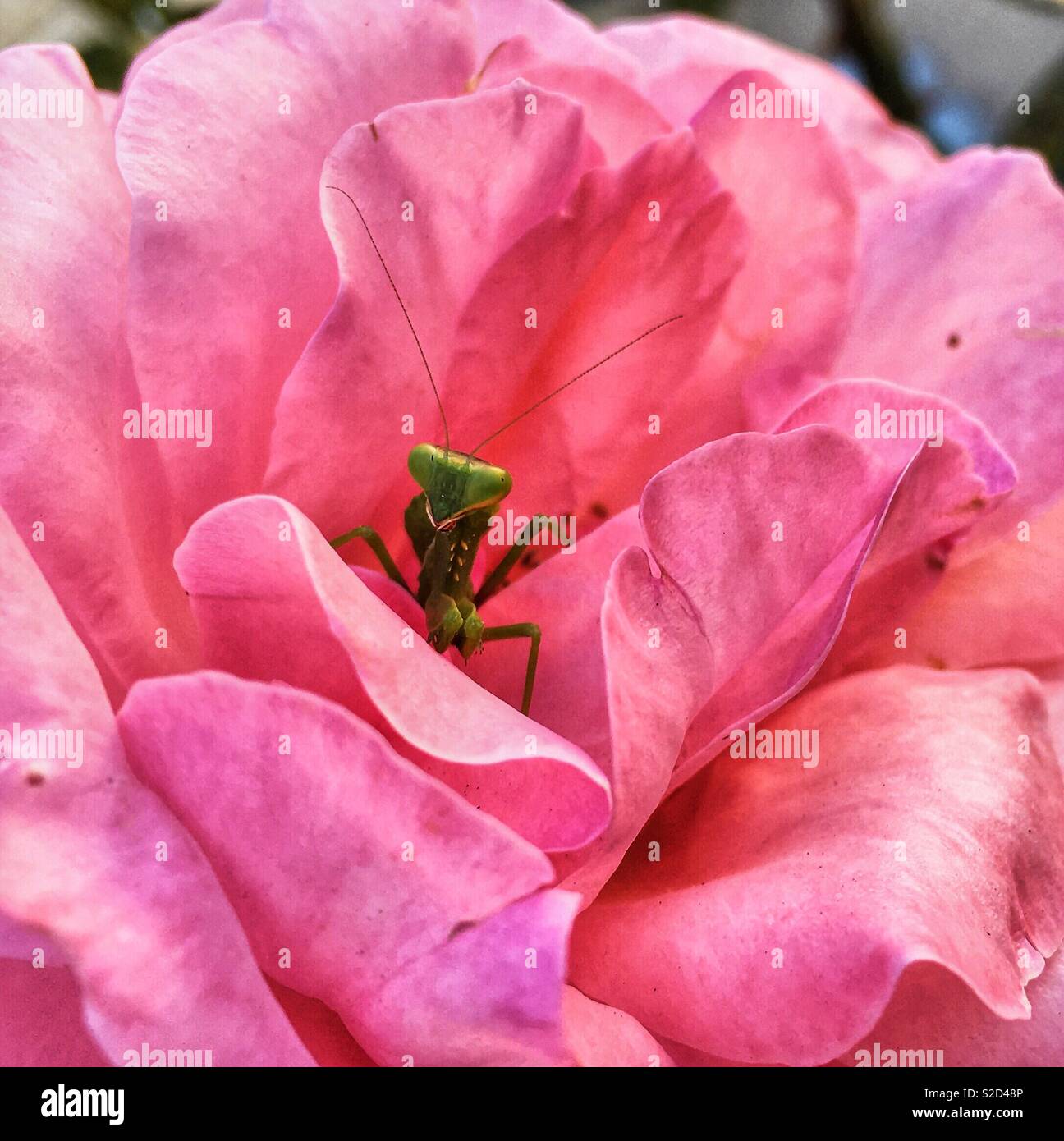 Mantis and flower hi-res stock photography and images - Alamy