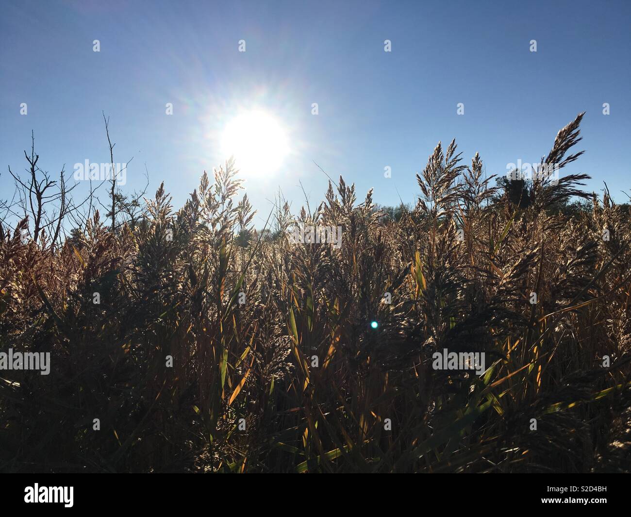 Sun over wheat Stock Photo - Alamy