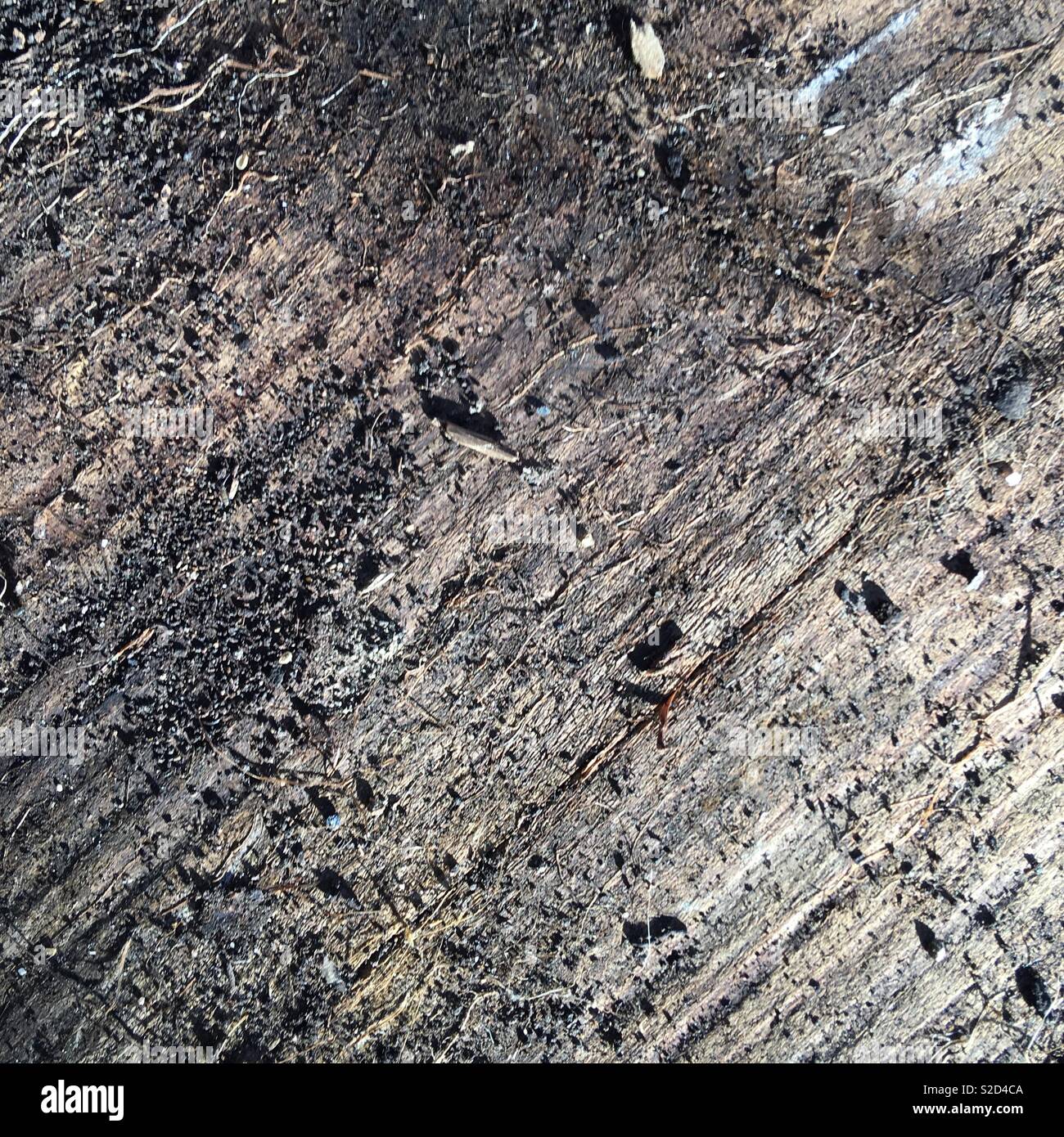 Dusty rustic wood in evening late summer sun Stock Photo - Alamy