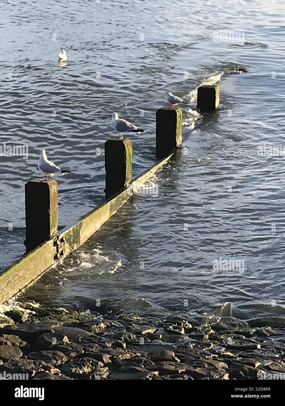 3 little birds beside the Seaside Stock Photo - Alamy