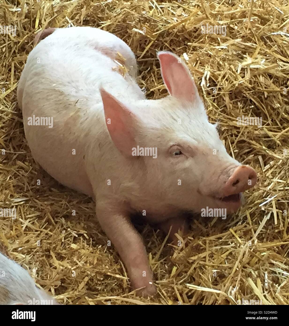 Pig in hay hi-res stock photography and images - Alamy