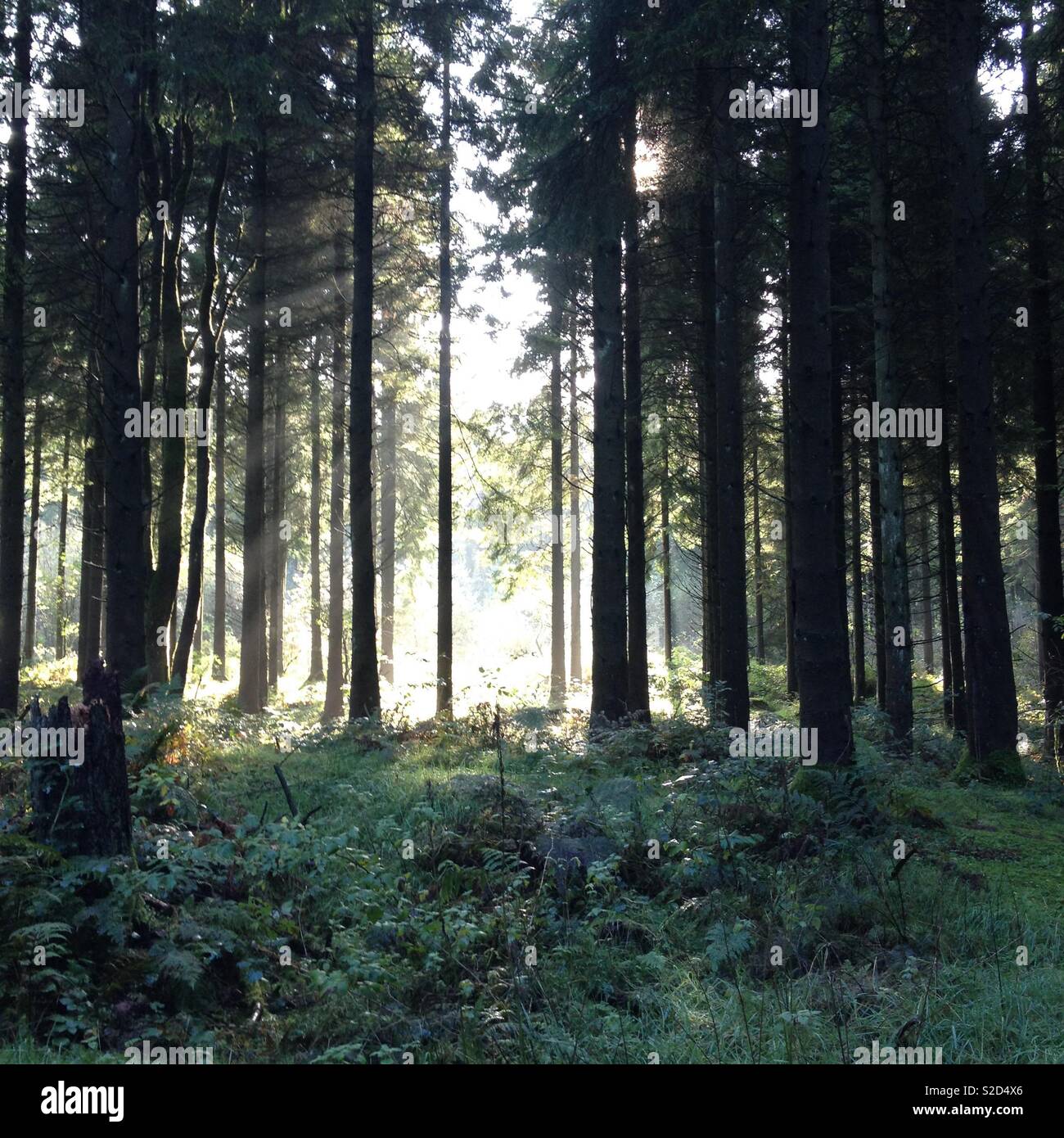 Sunrise through trees in a forest Stock Photo - Alamy