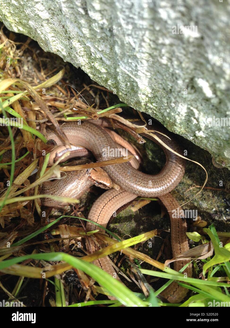 Slow worms hi-res stock photography and images - Alamy