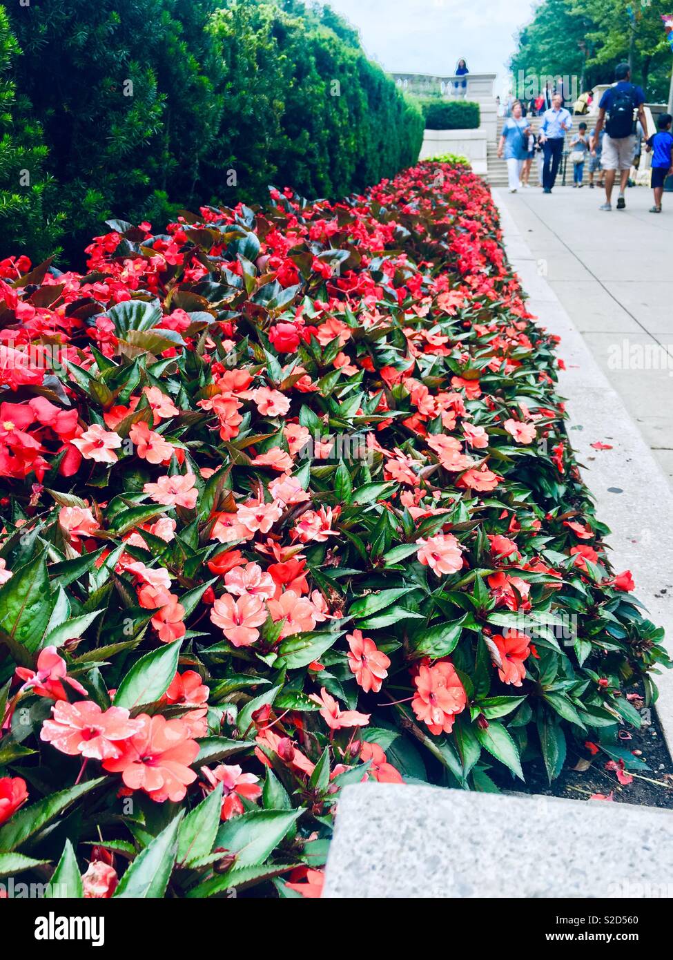 Red flowers in busy downtown Chicago Stock Photo - Alamy