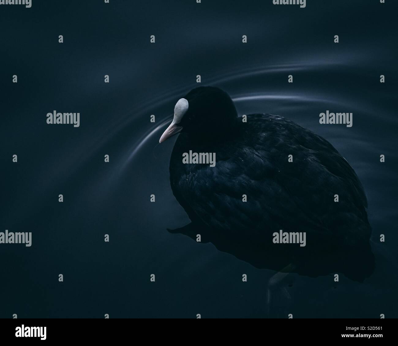 Dark pond hi-res stock photography and images - Alamy