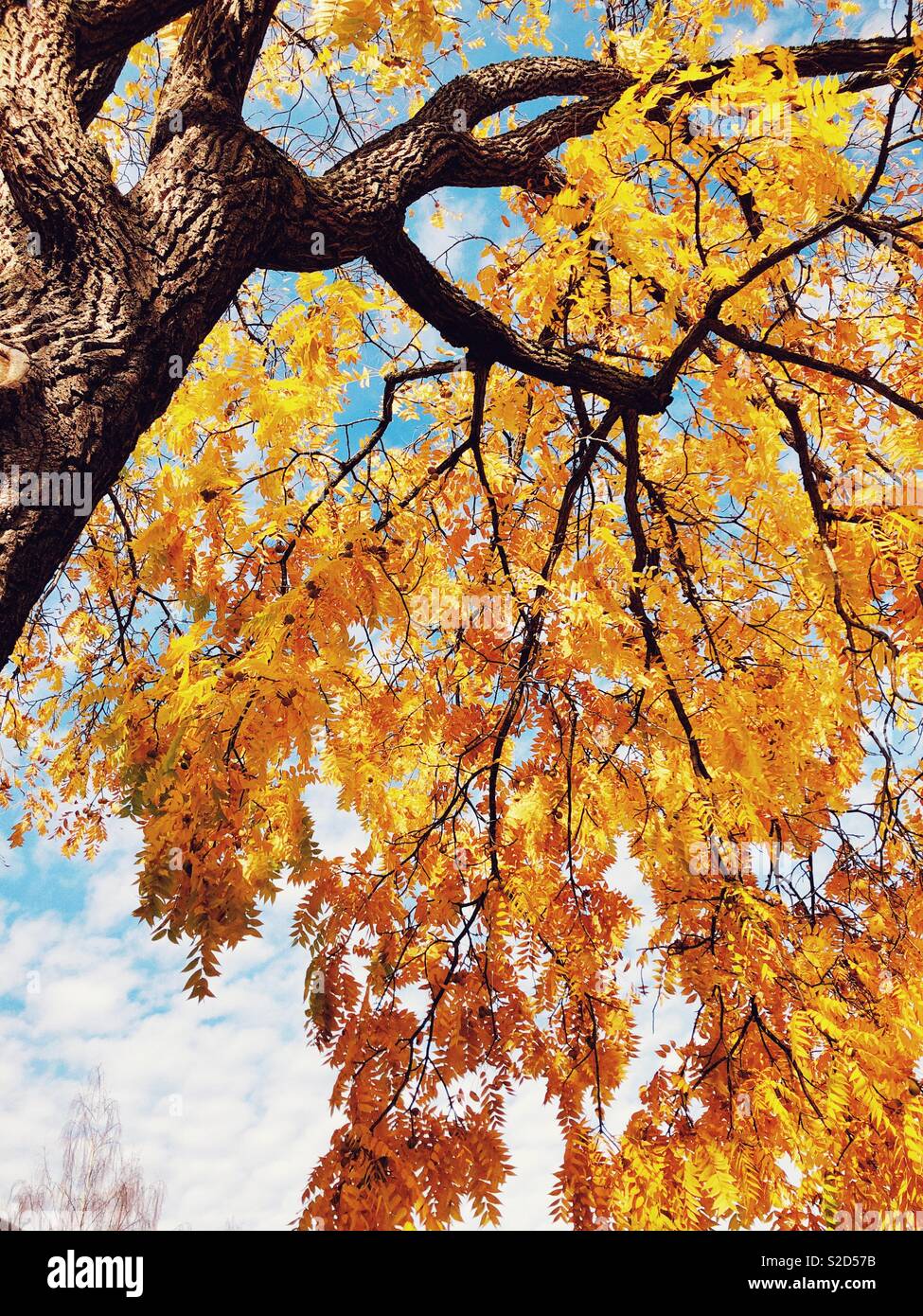 Walnut tree in the fall Stock Photo - Alamy
