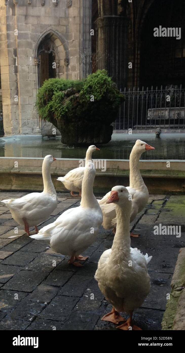 Whats good goose hi-res stock photography and images - Alamy