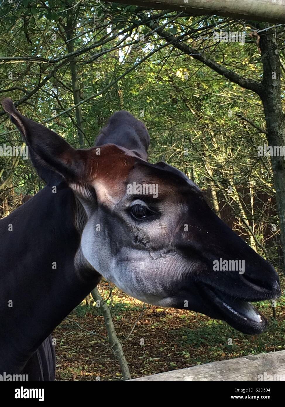 Smiling okapi hi-res stock photography and images - Alamy