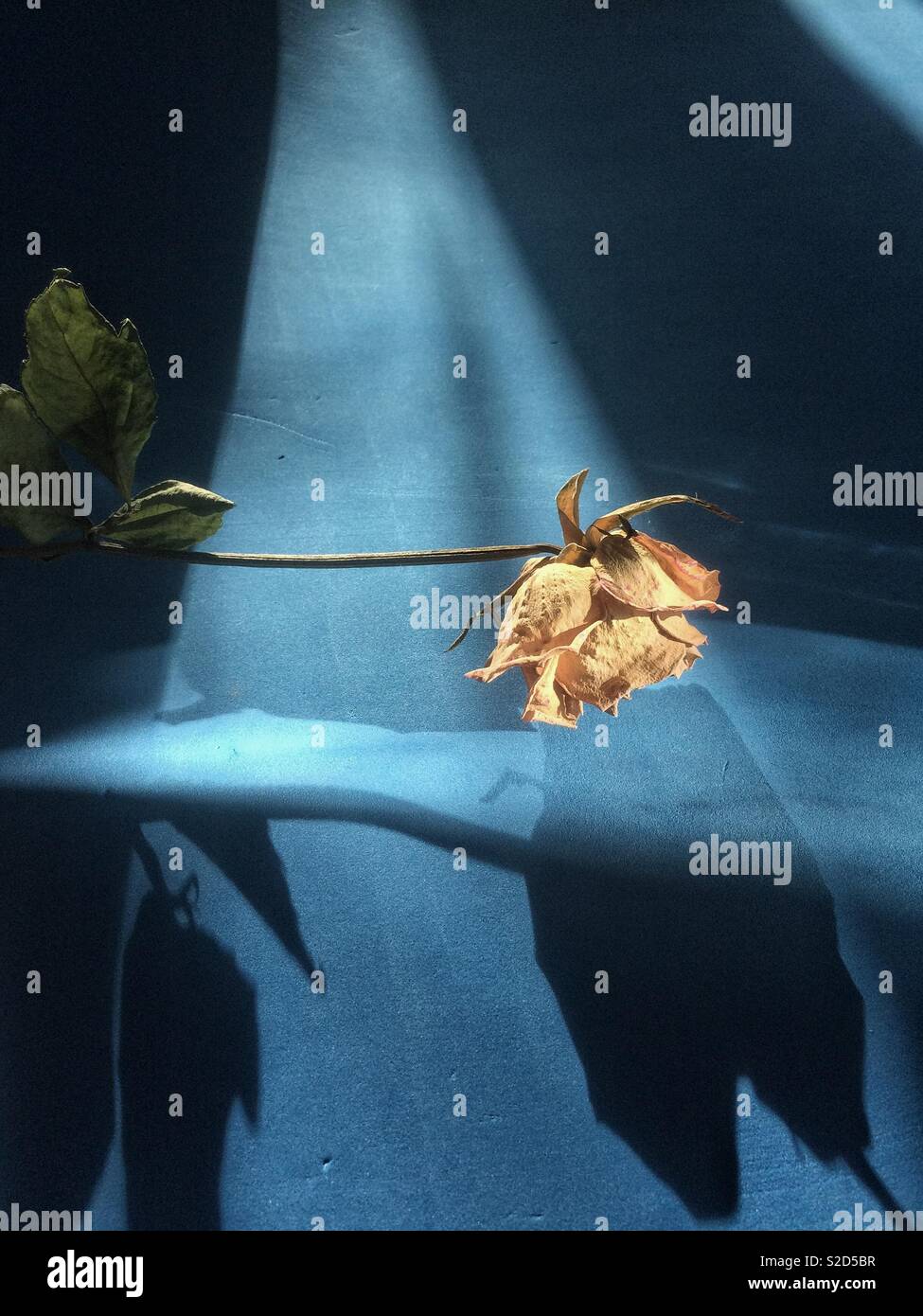 Dried isolated rose Stock Photo - Alamy