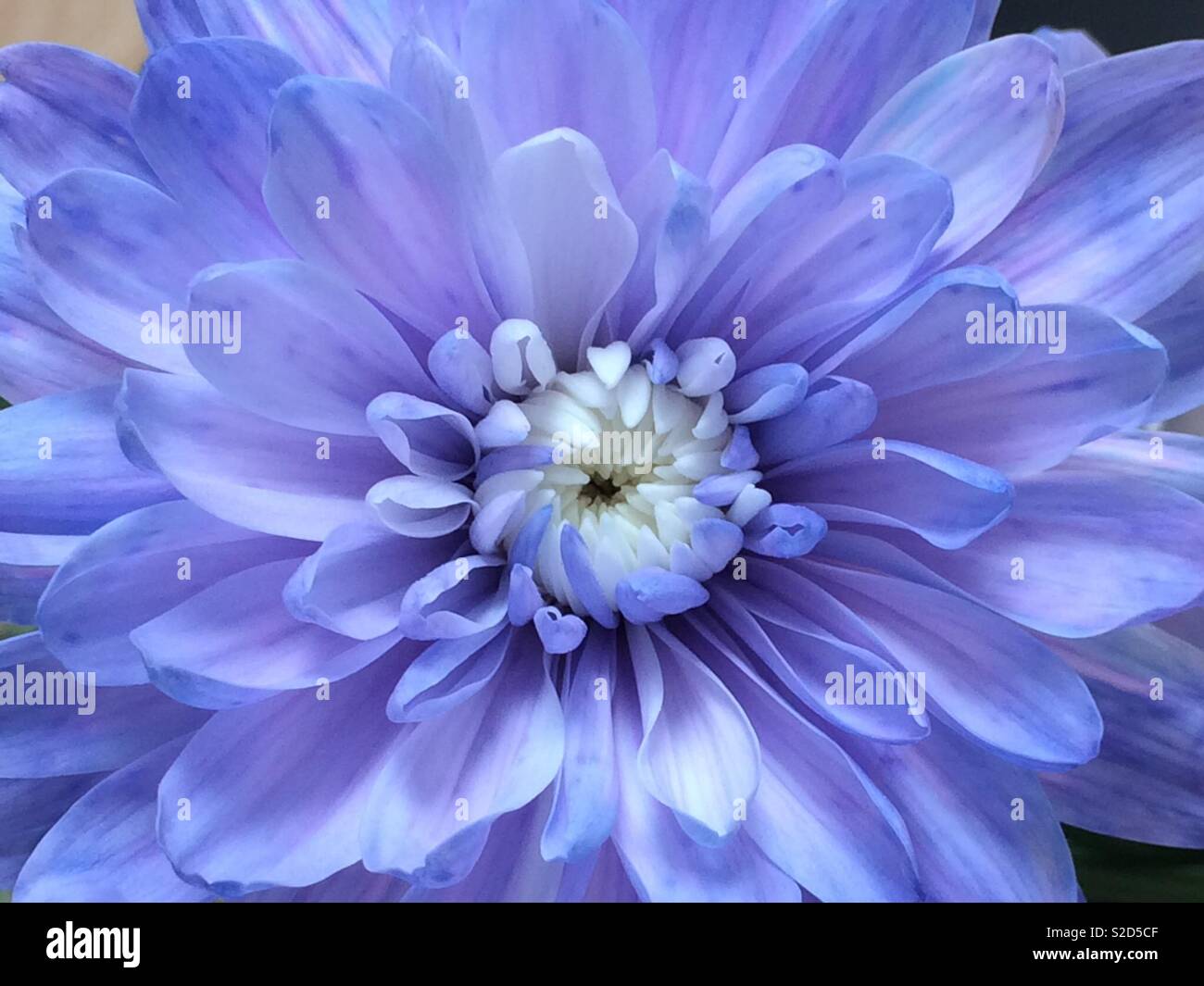 Flower formation hi-res stock photography and images - Alamy