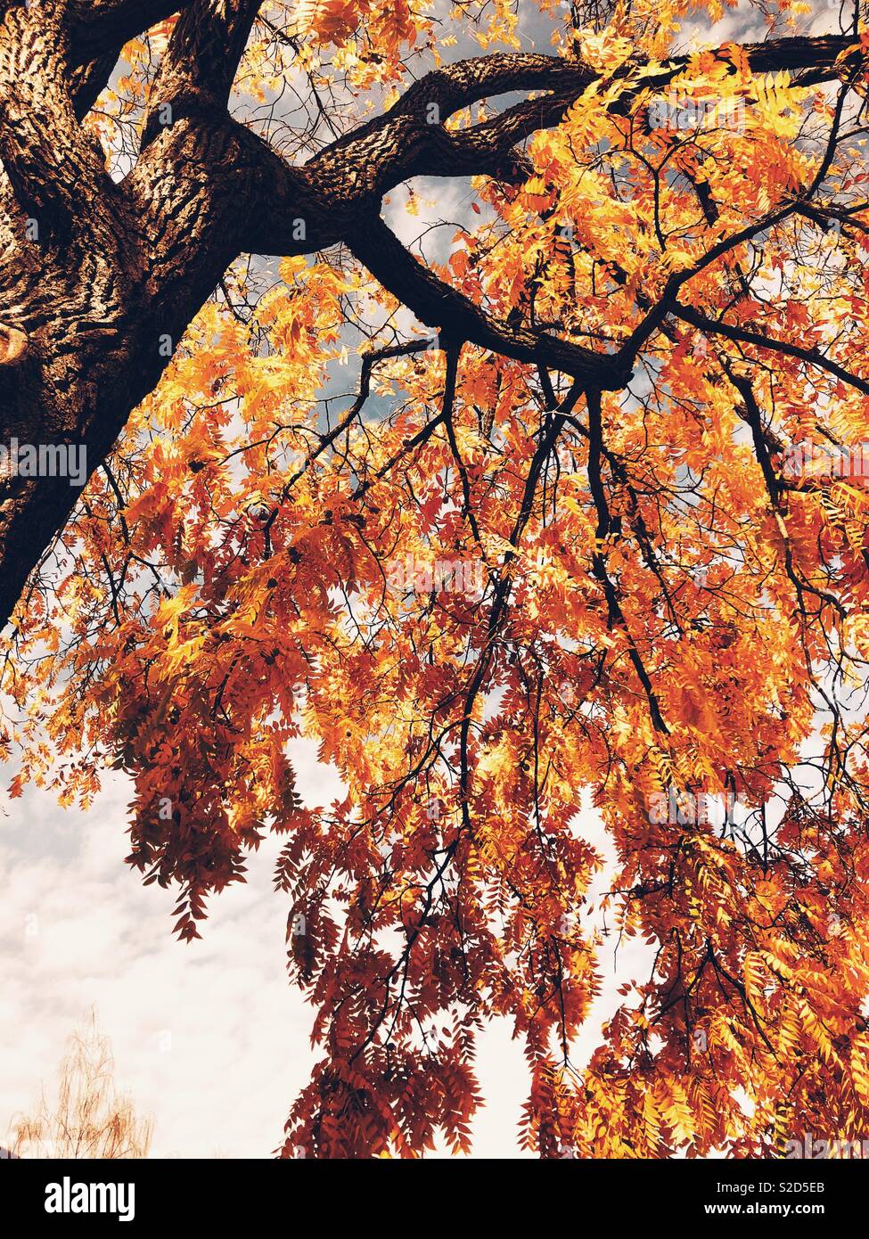 A very old walnut tree in Tacoma WA Stock Photo - Alamy