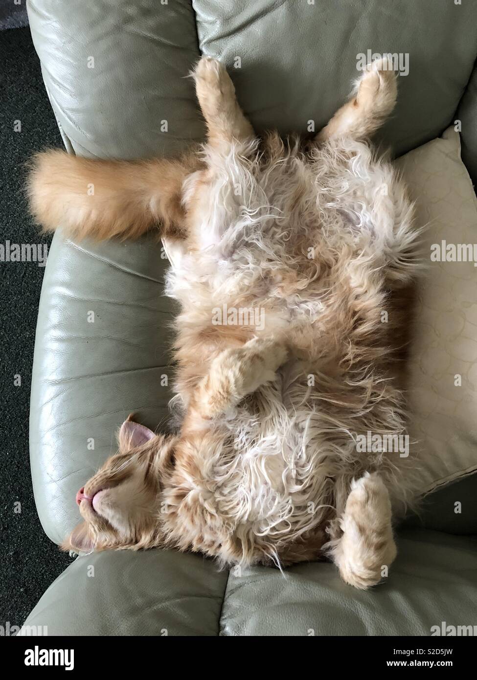 15 month old Maine Coon Logan Stock Photo - Alamy