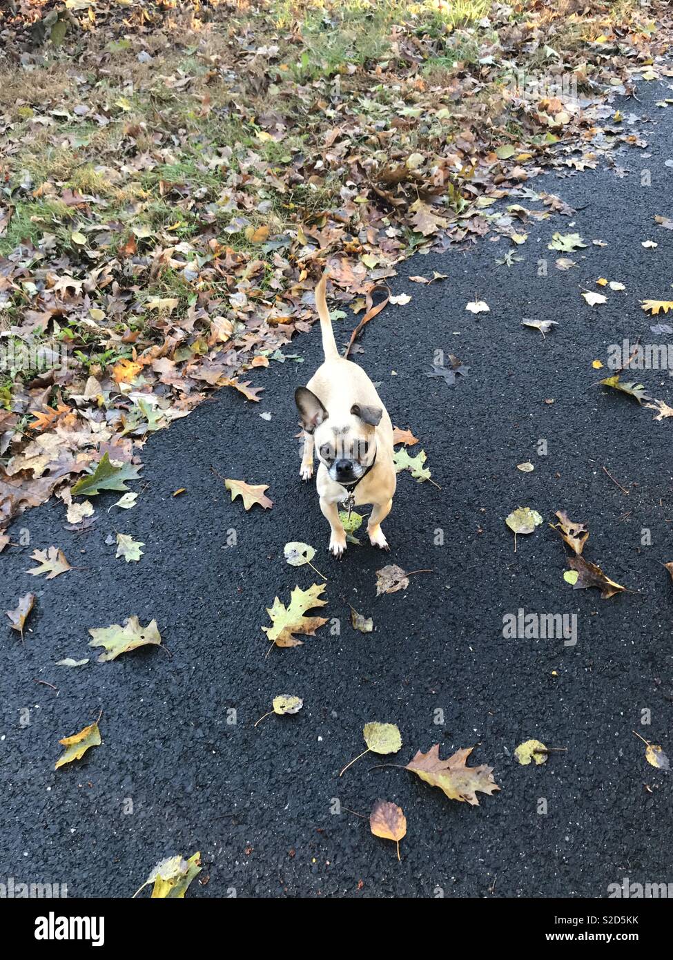 Dog fall hi-res stock photography and images - Alamy