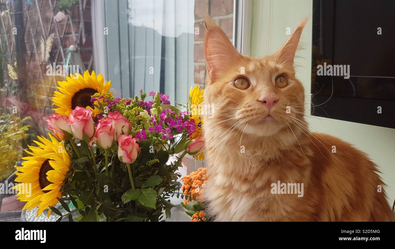 Maine coon Logan Stock Photo - Alamy