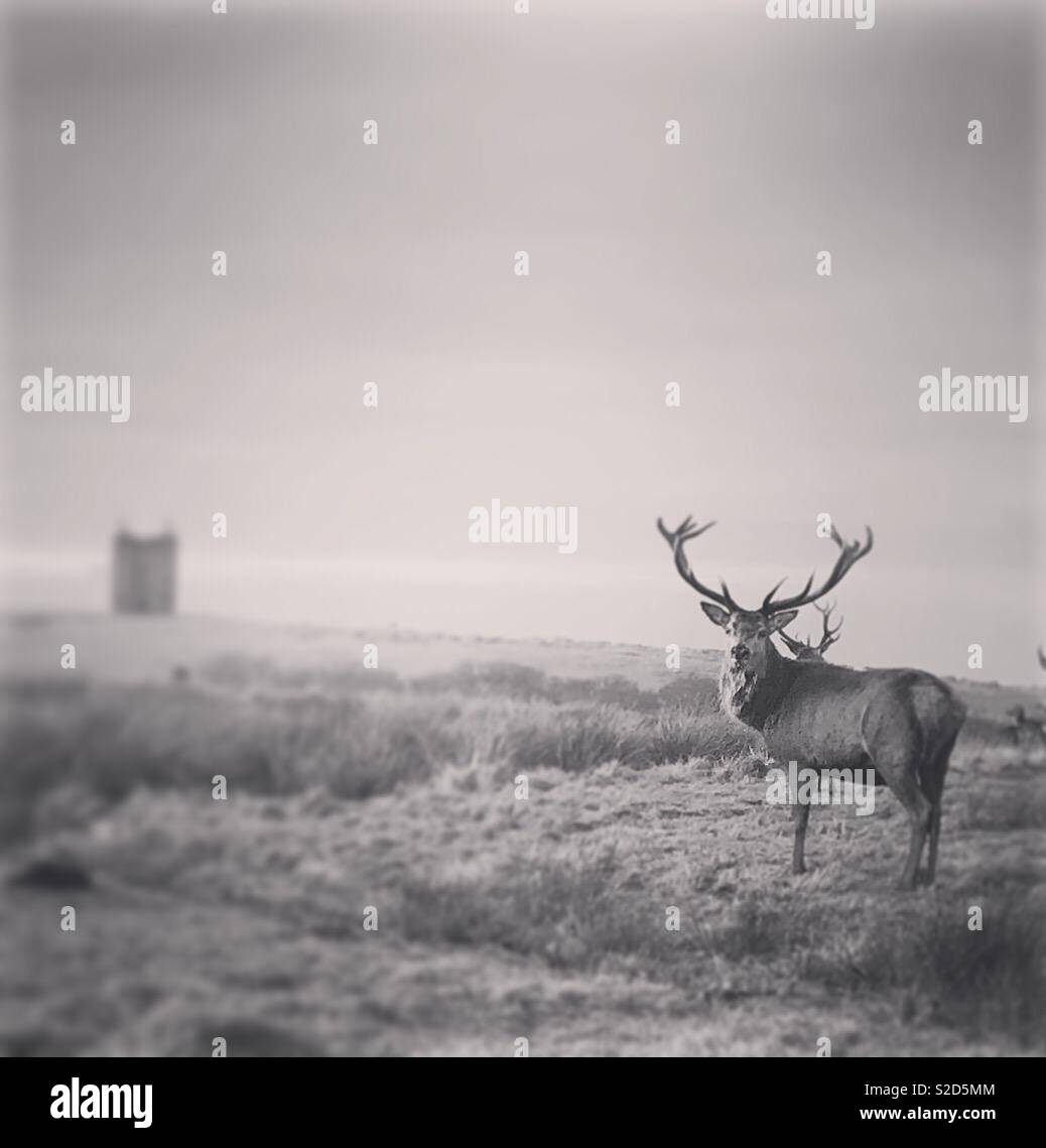 Stag black and white hi-res stock photography and images - Alamy