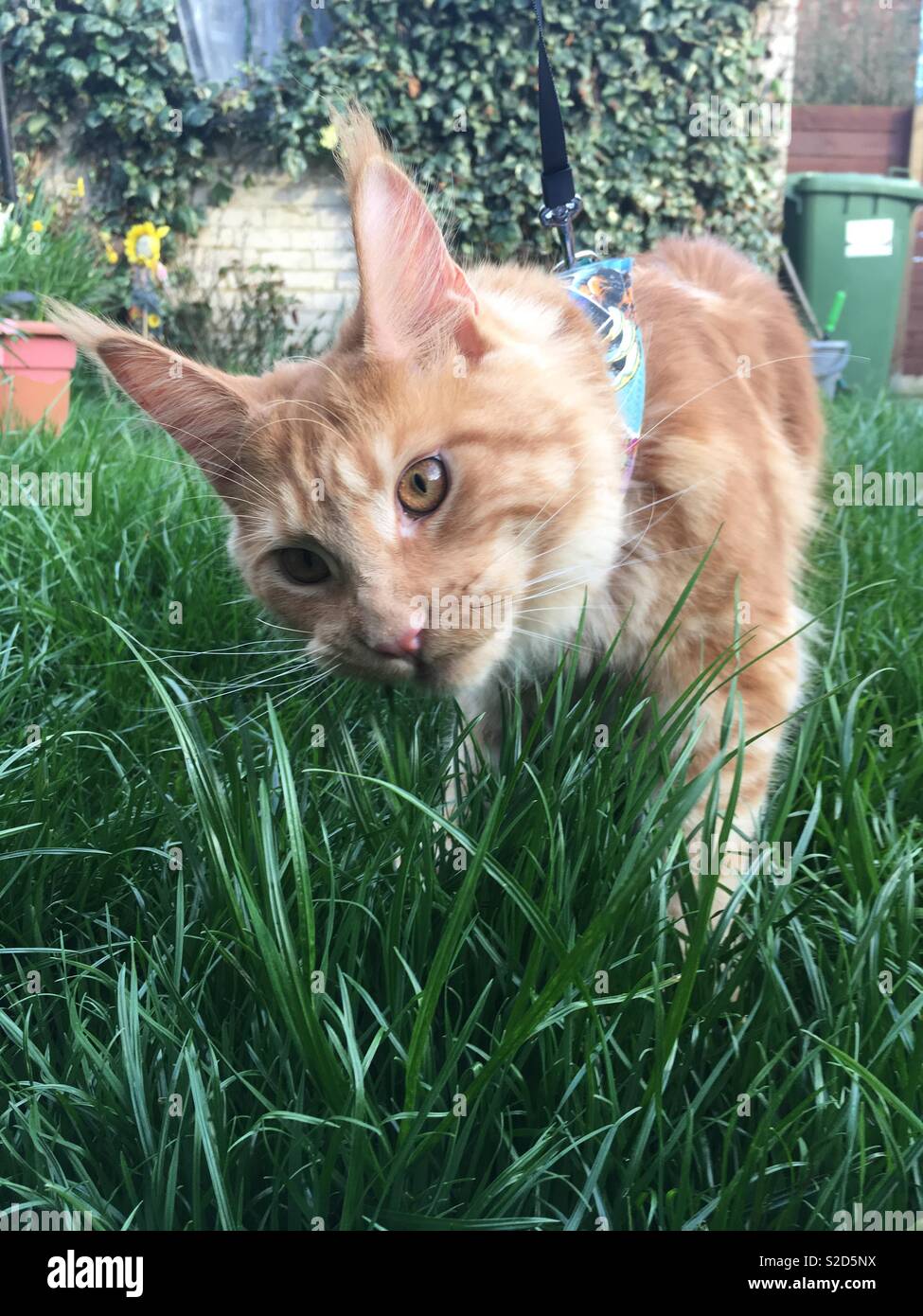 Maine coon Logan Stock Photo - Alamy