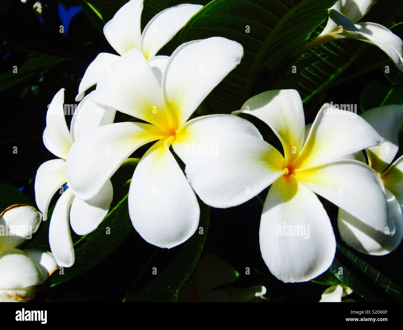 Blossoms of frangipani hi-res stock photography and images - Alamy