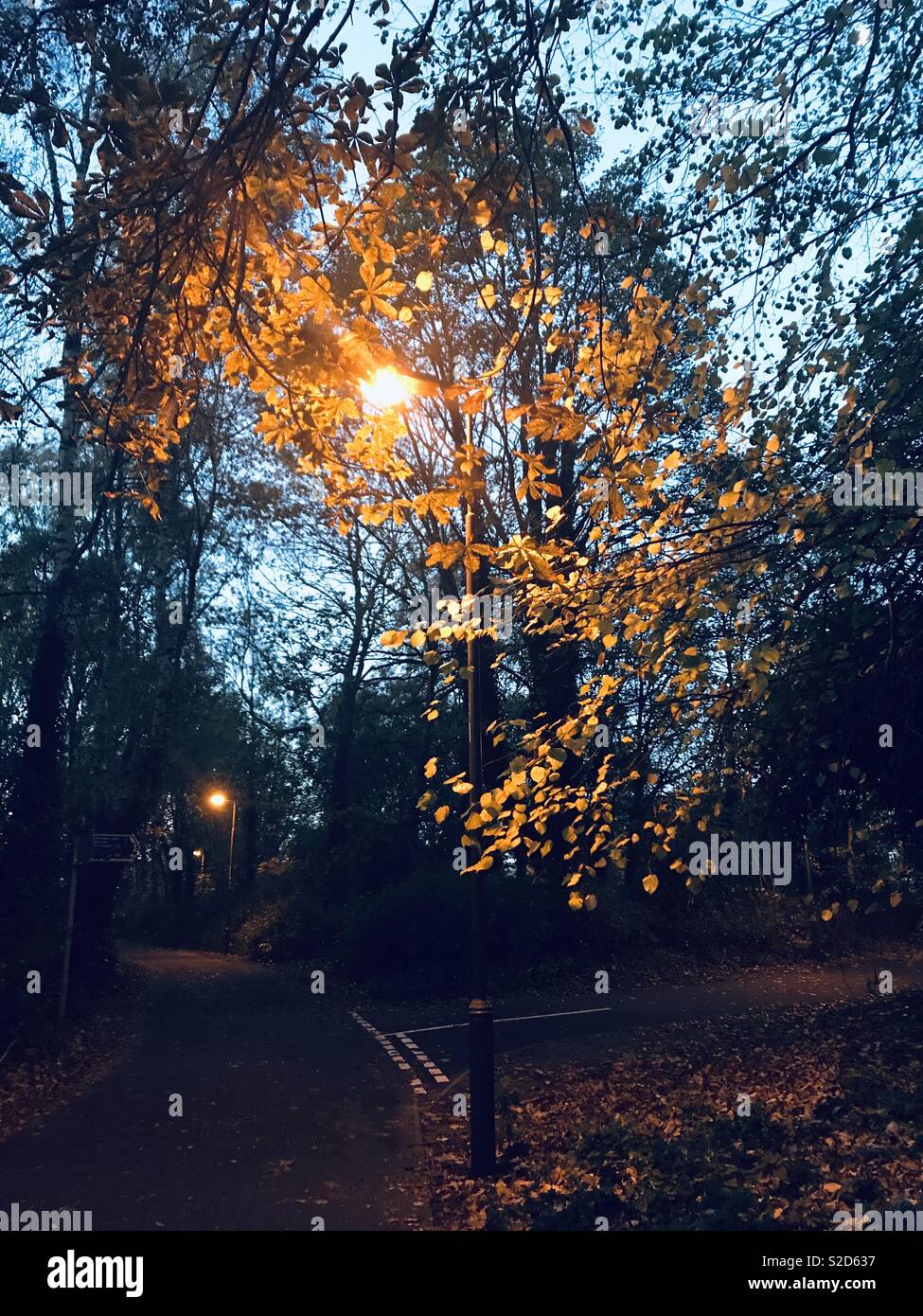 Golden leave hi-res stock photography and images - Alamy