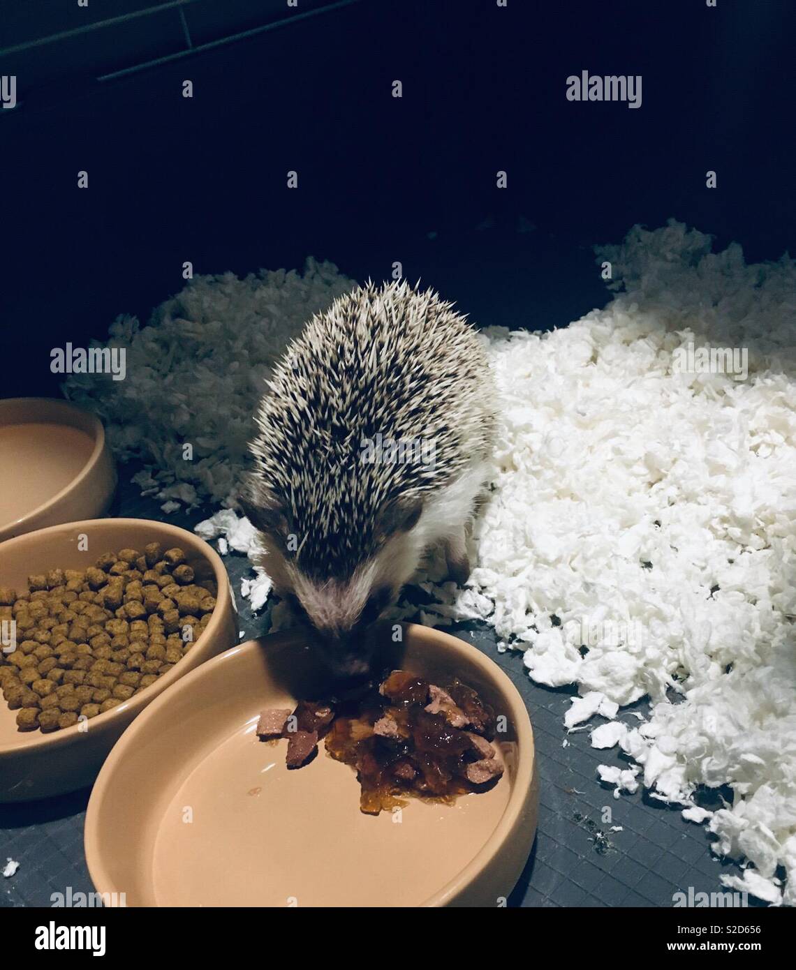 Pygmy hedgehog eating Stock Photo - Alamy